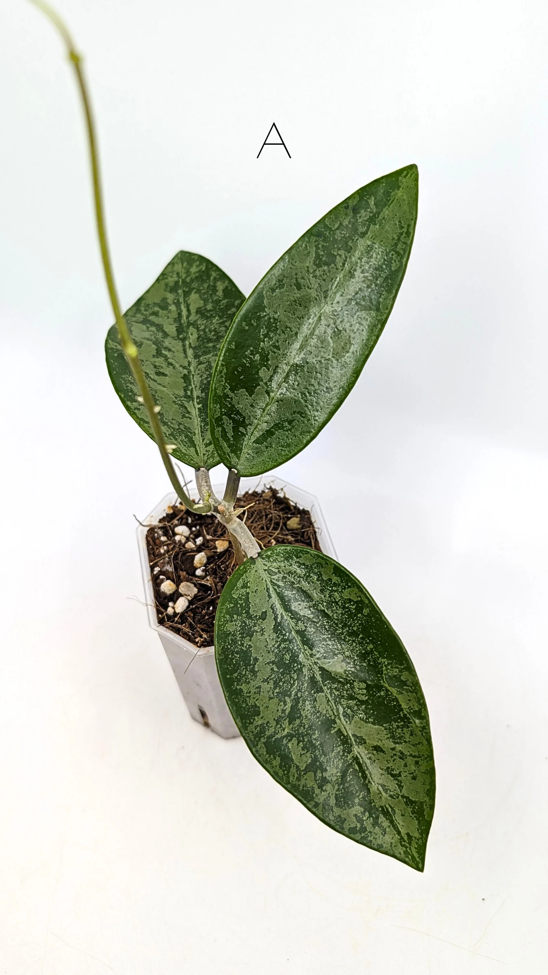 Hoya Rime Splash — The Leaf Gallery