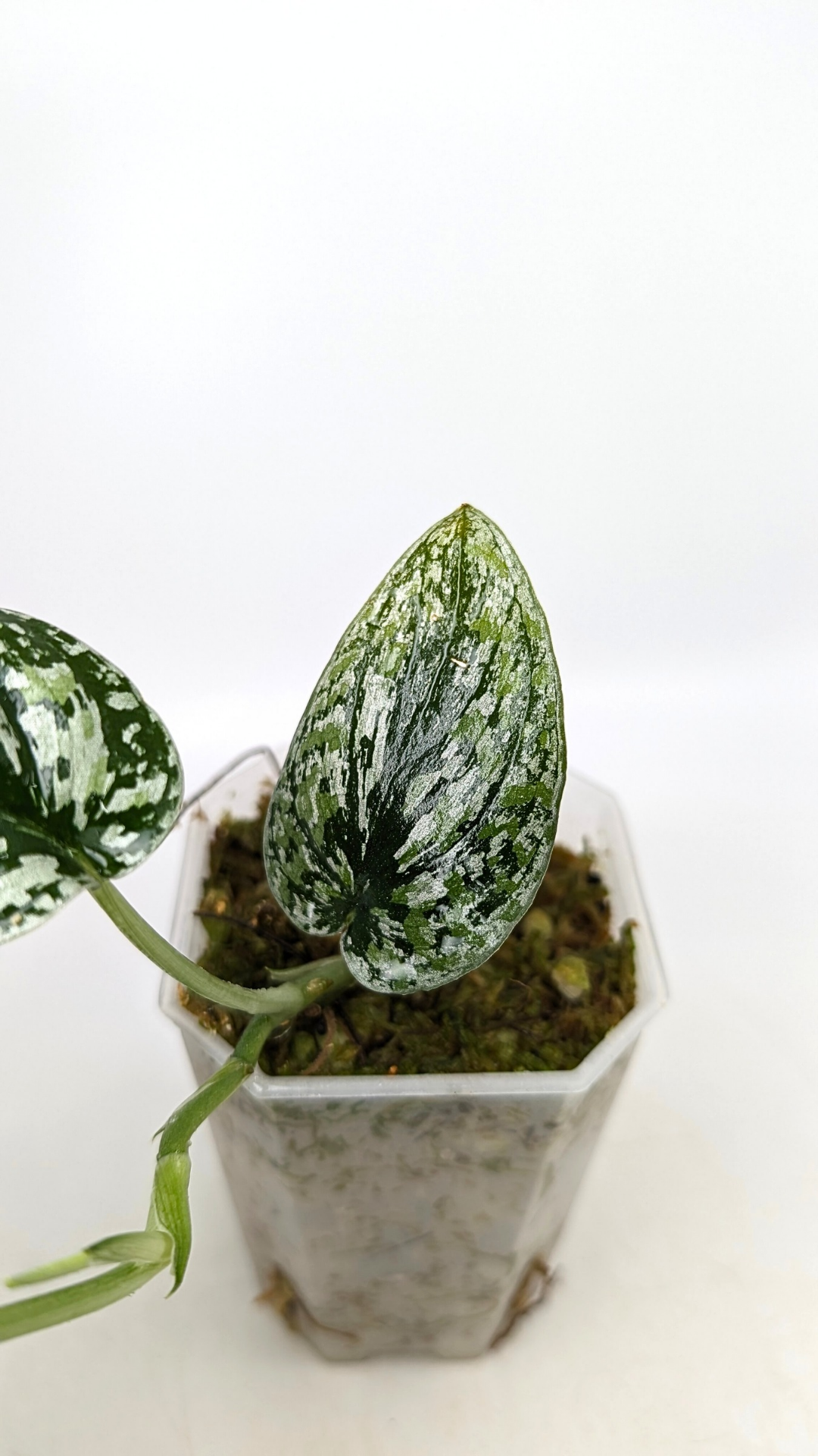 Scindapsus Dark Silver Tricolour — The Leaf Gallery
