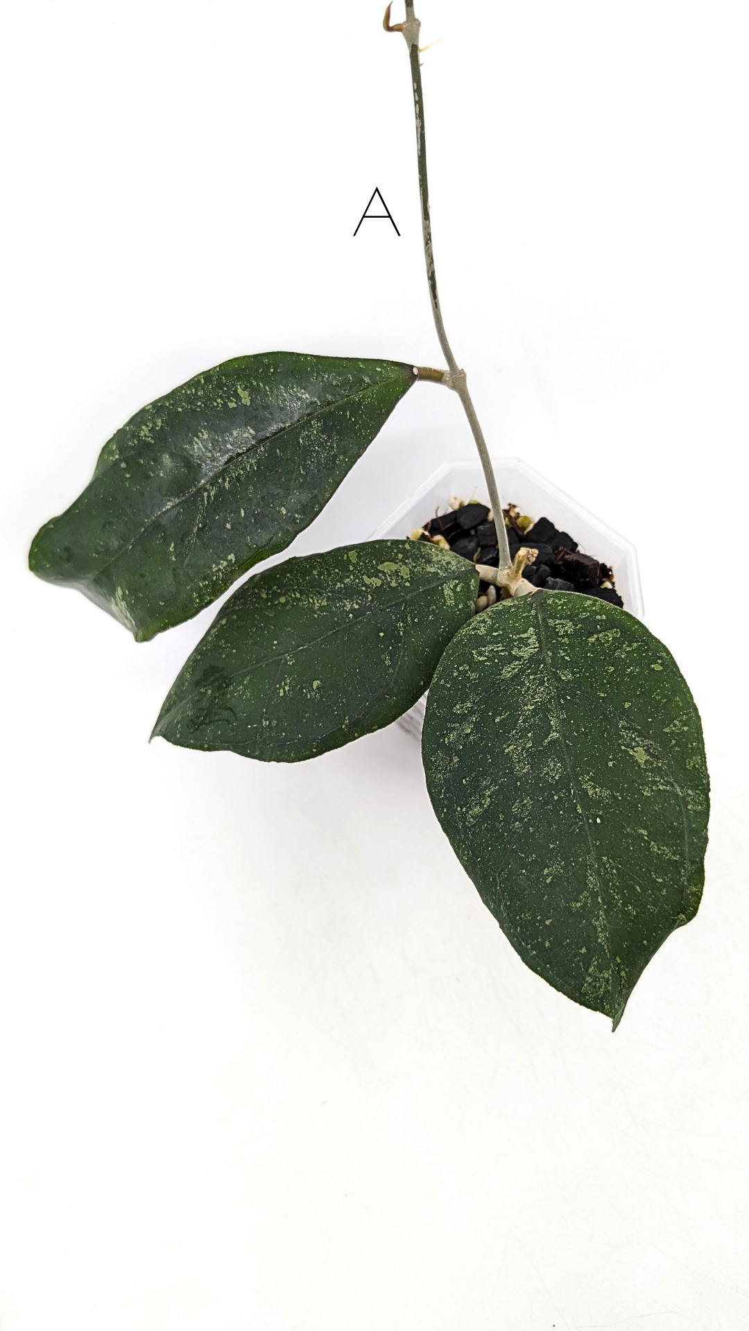 Hoya sp Chicken Farm — The Leaf Gallery