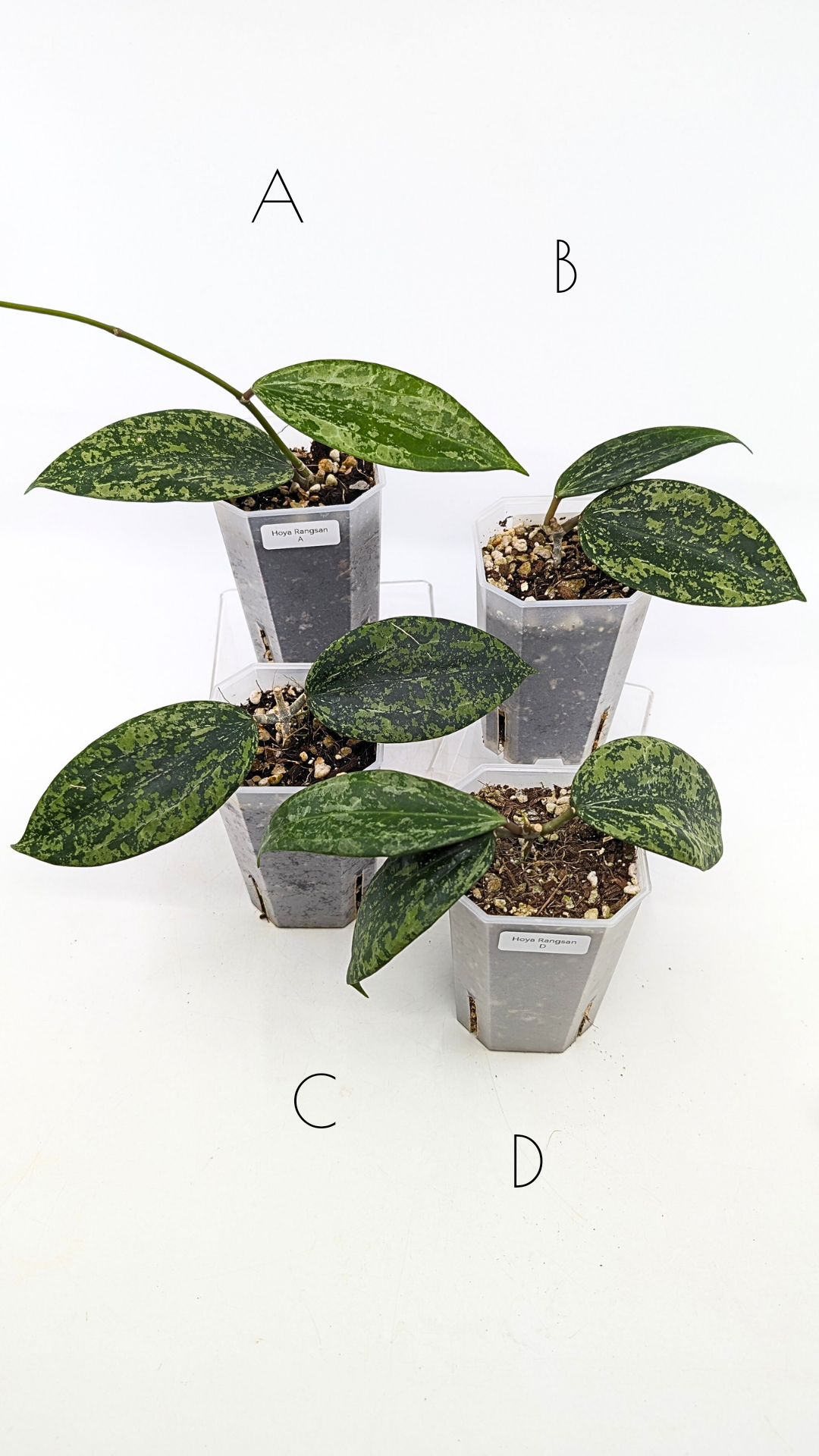 Hoya Rangsan — The Leaf Gallery