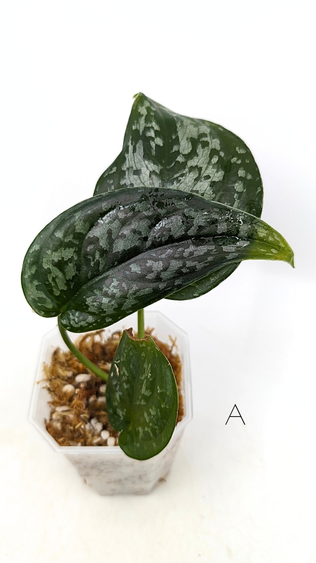 Scindapsus Dark Splash — The Leaf Gallery