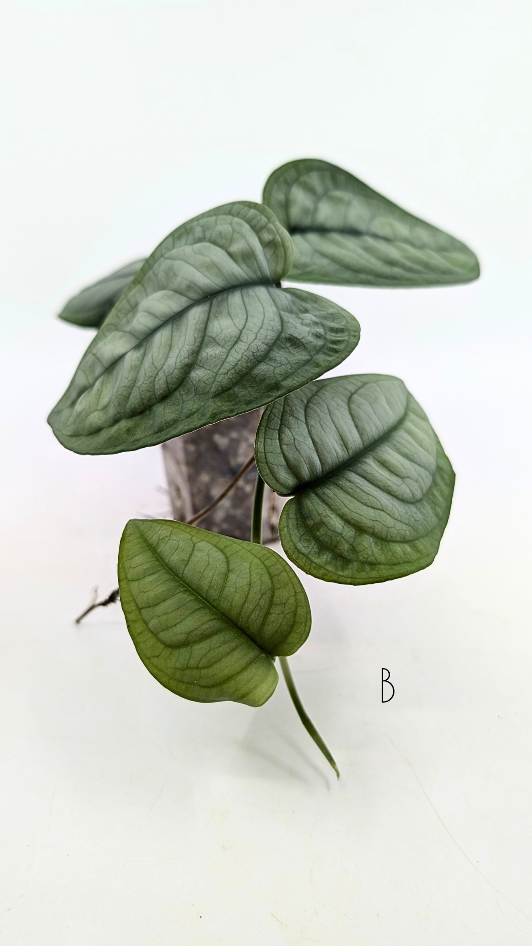 Anadendrum Affine — The Leaf Gallery