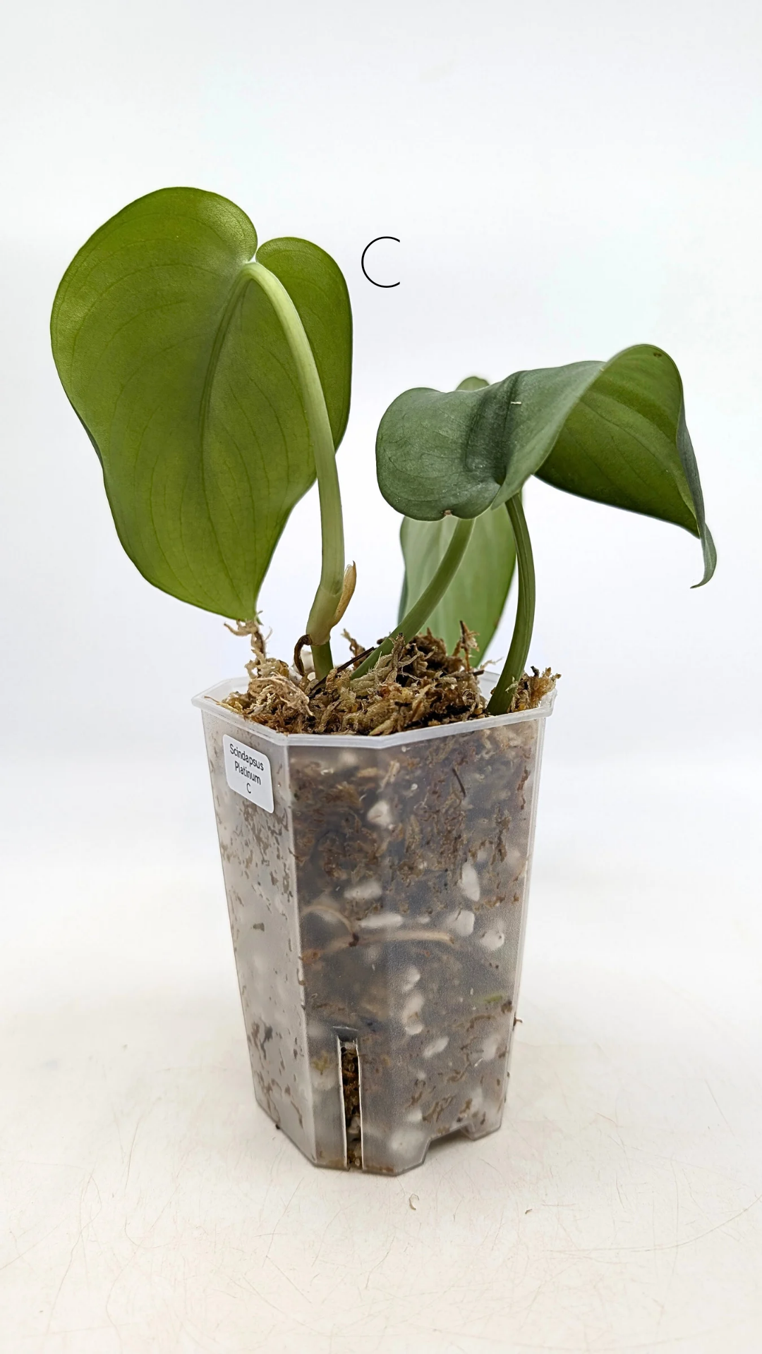 Scindapsus Platinum — The Leaf Gallery