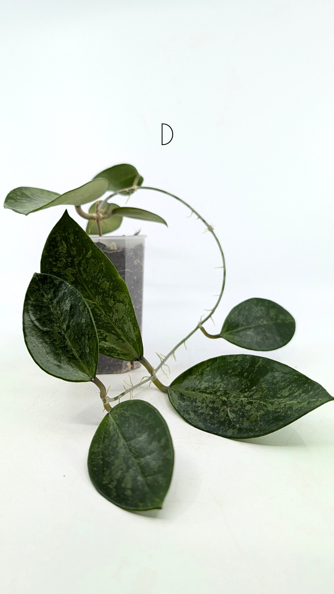 Hoya Rime Splash — The Leaf Gallery