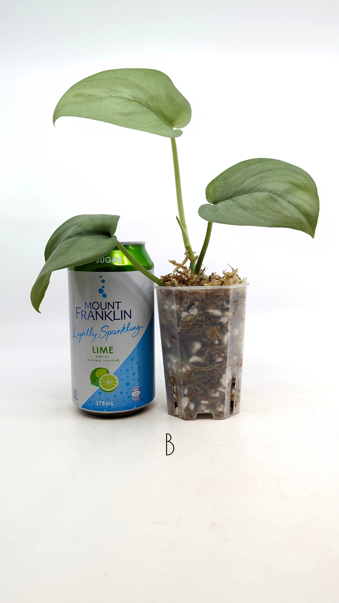 Scindapsus Platinum — The Leaf Gallery