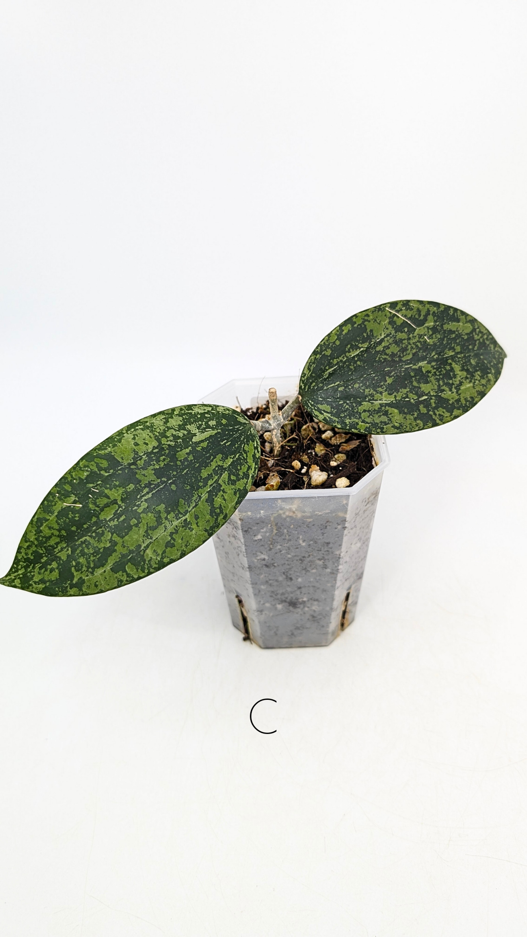 Hoya Rangsan — The Leaf Gallery