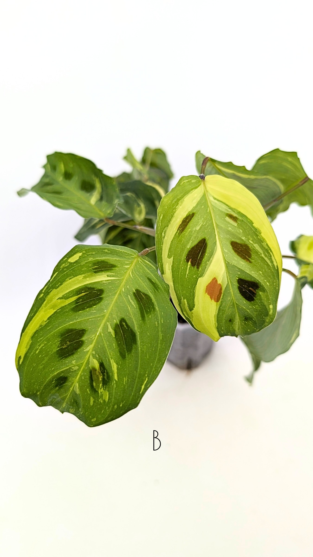 Maranta Leuconeura Variegated — The Leaf Gallery