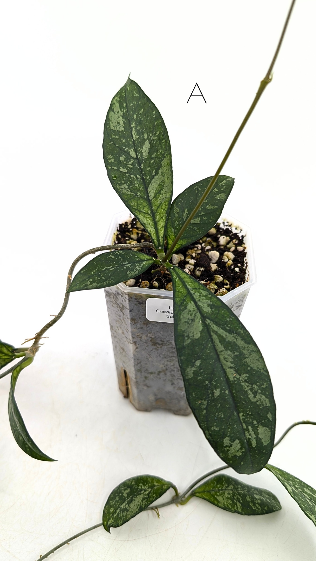 Hoya Crassipetiolata Splash — The Leaf Gallery
