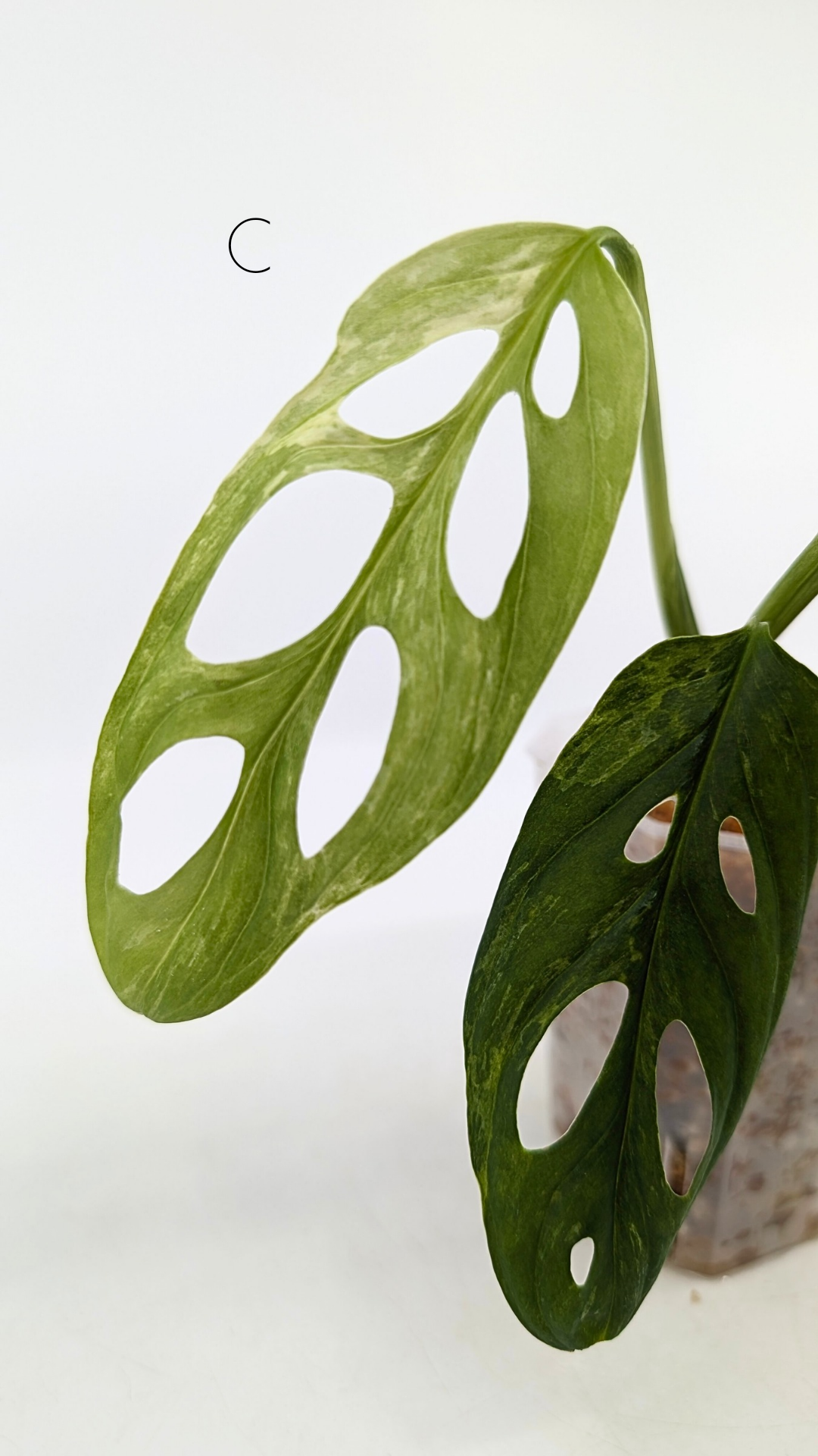 Monstera Adansonii Mottled Mint Varigation Indonesian Form — The Leaf ...