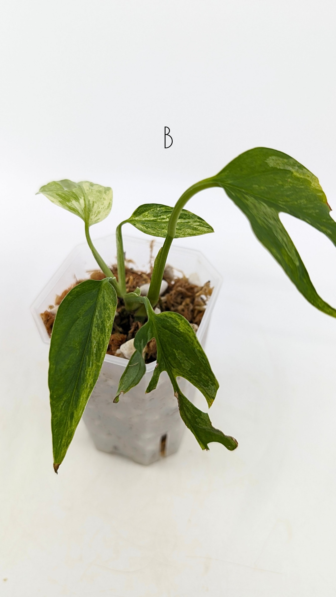 Monstera Adansonii Mint Mottled Variegation — The Leaf Gallery