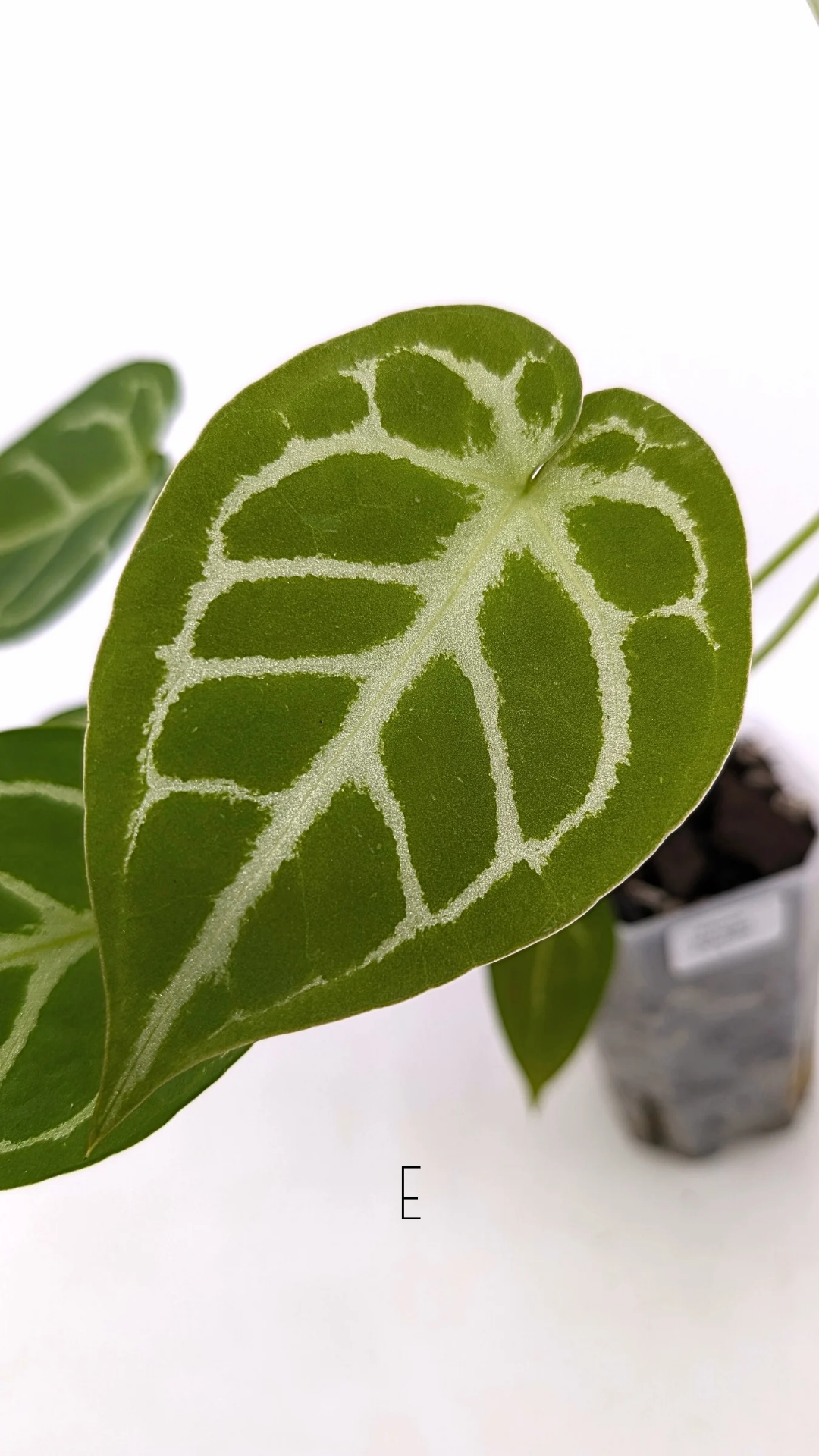 Anthurium Hybrid Dark Forgetii X Silver Blush — The Leaf Gallery
