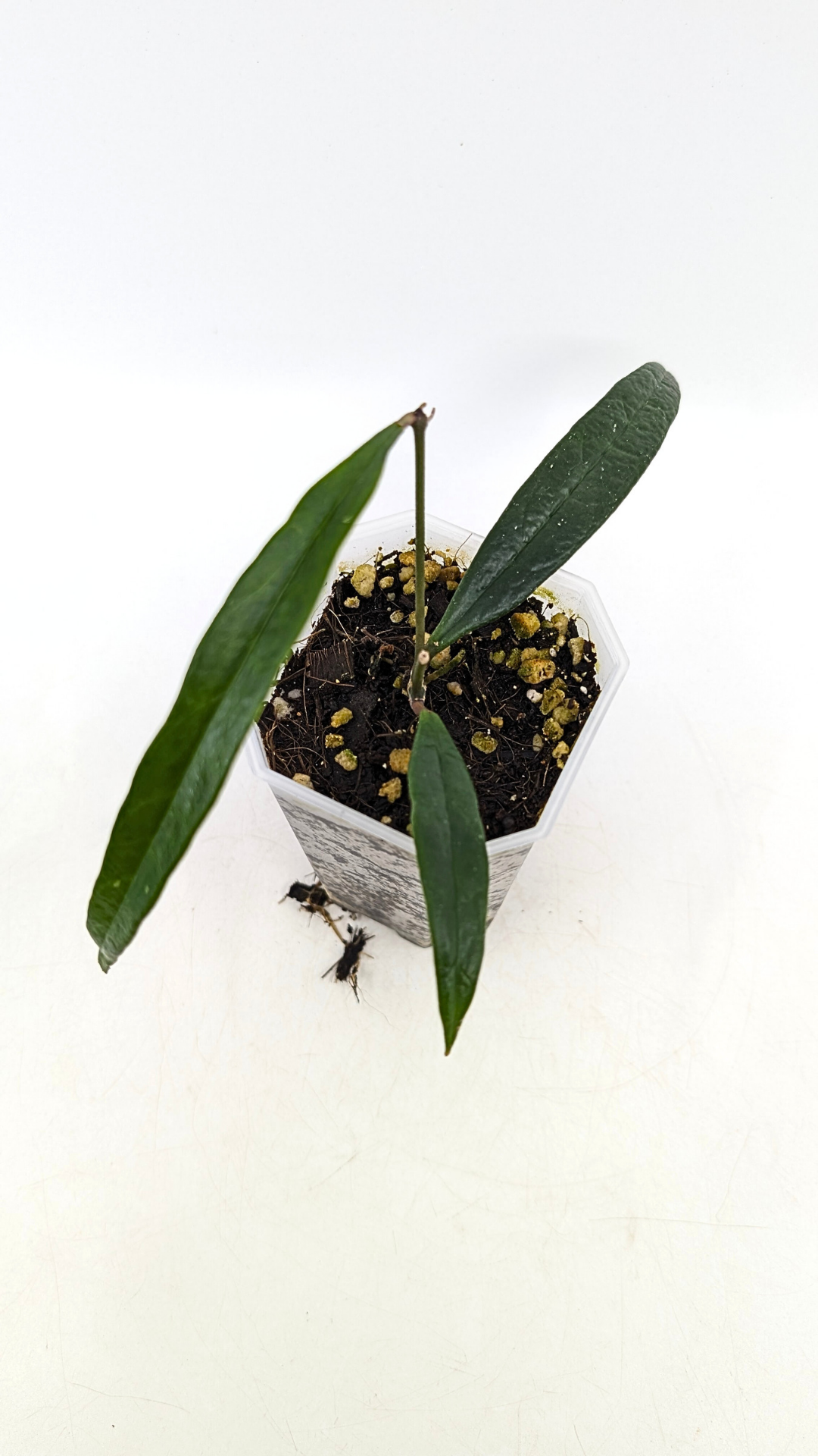 Hoya Sulawesiana — The Leaf Gallery