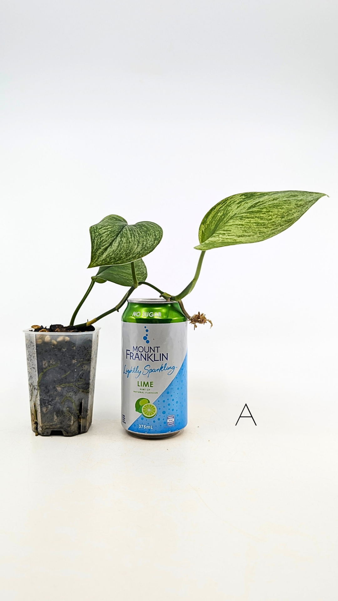 Scindapsus Treubii Moonlight Mint Varigated — The Leaf Gallery