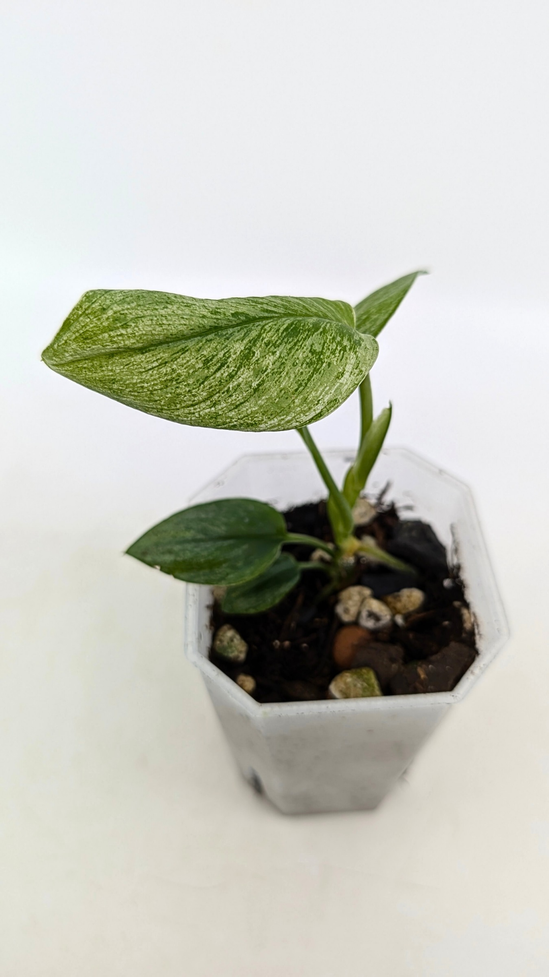 Scindapsus Treubii Moonlight Mint Varigated — The Leaf Gallery