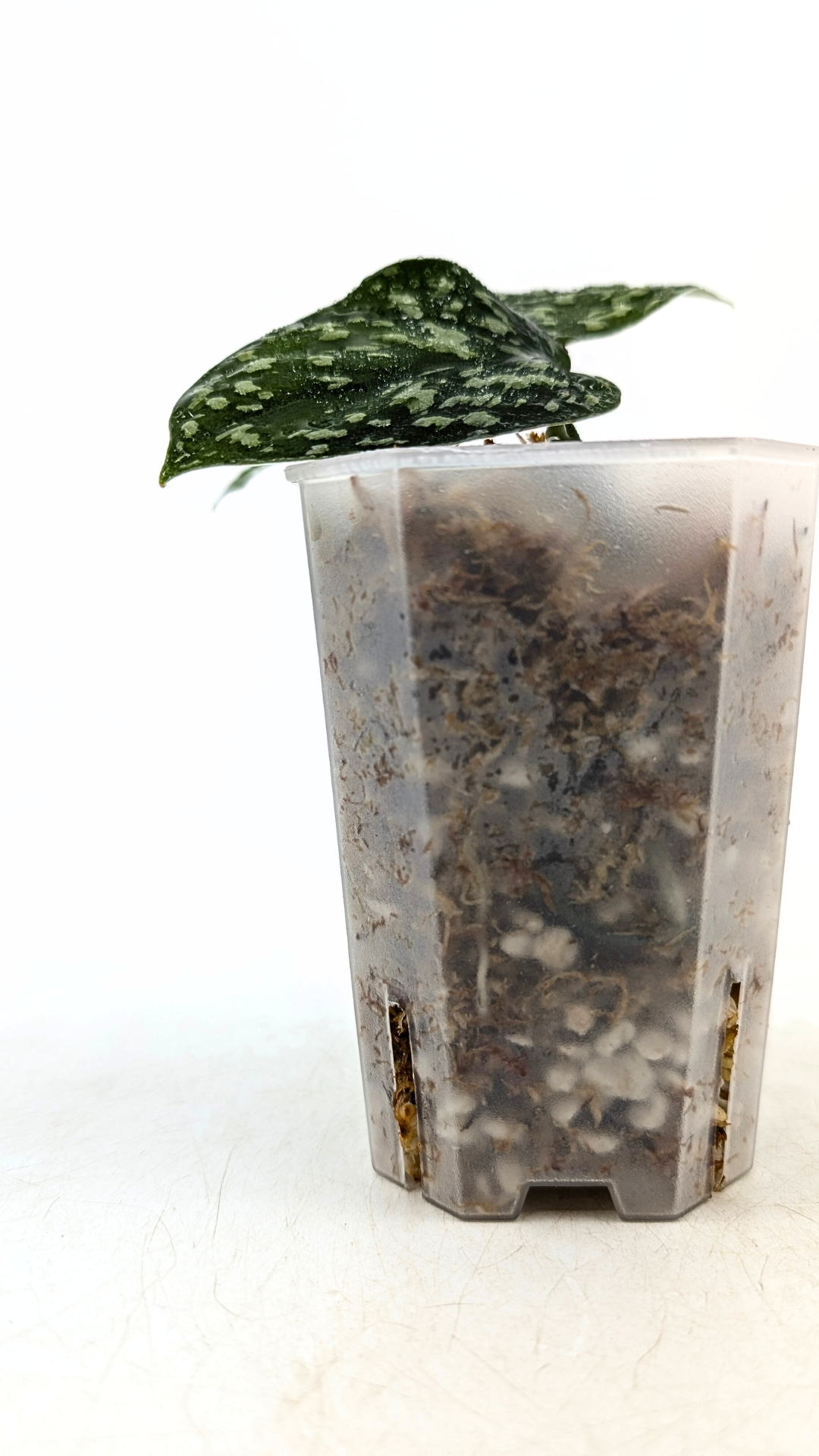Scindapsus Pictus Haask Snake Scale — The Leaf Gallery