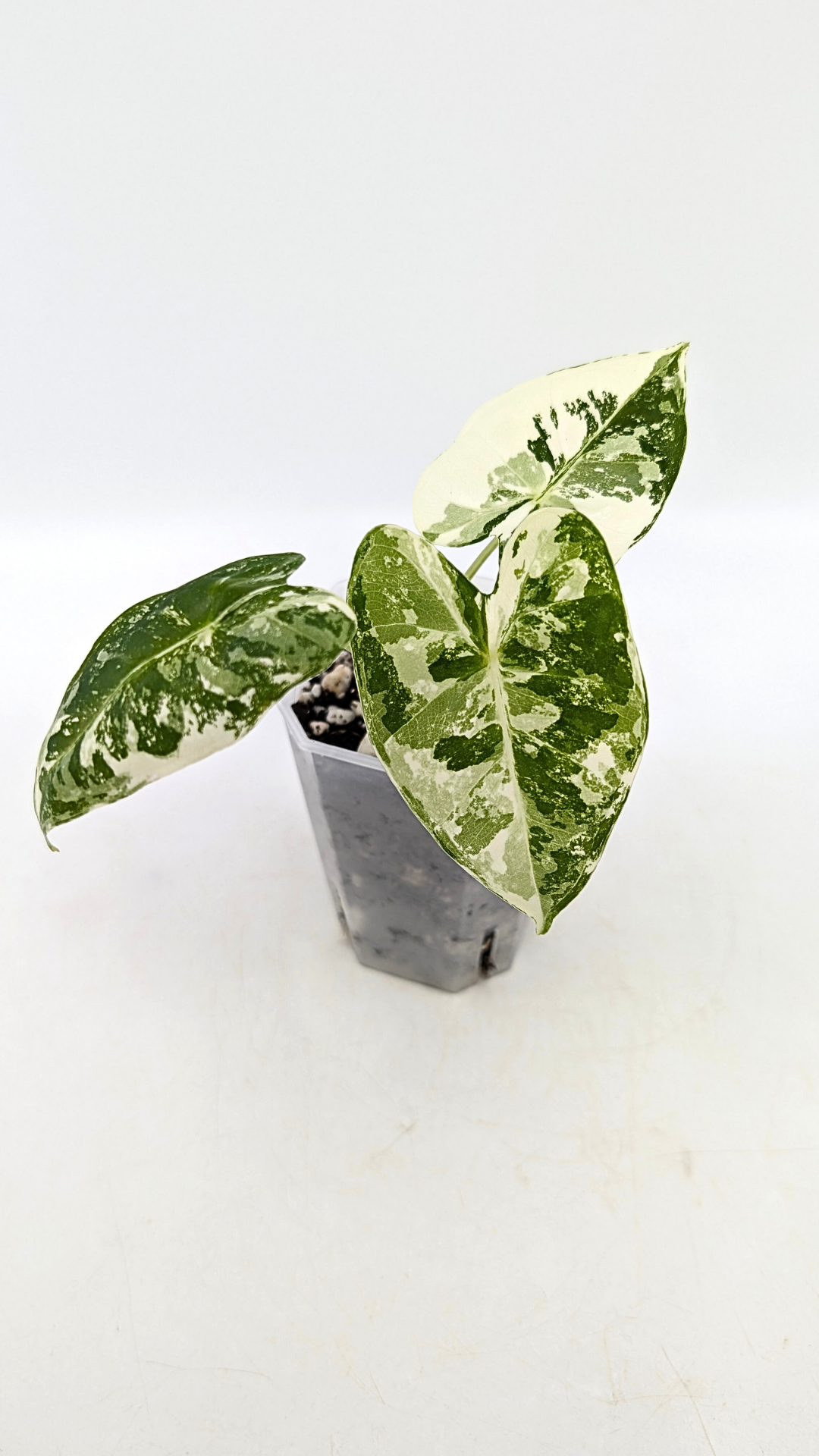 Alocasia Frydek Variegated — The Leaf Gallery