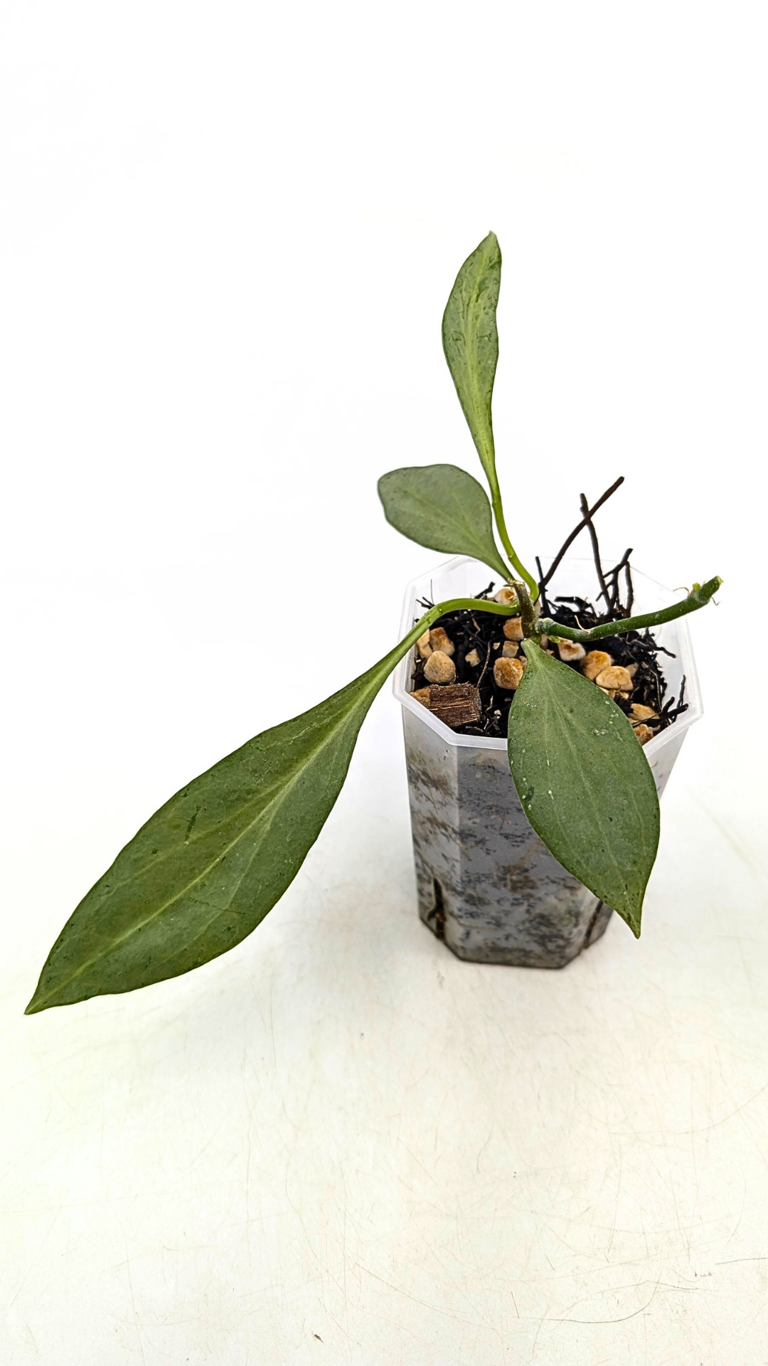 Hoya Nicholsoniae New Guinea Ghost — The Leaf Gallery