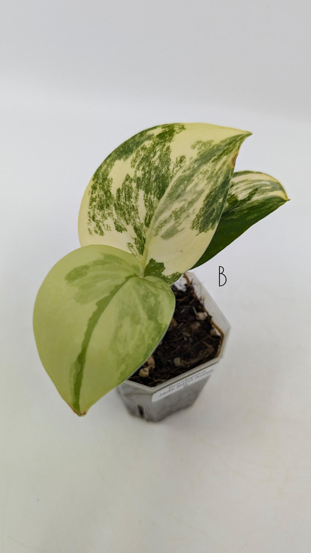 Scindapsus Jade Satin Aurea Varigated — The Leaf Gallery