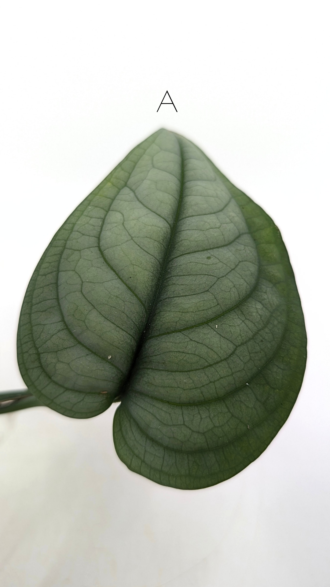 Anadendrum Affine — The Leaf Gallery