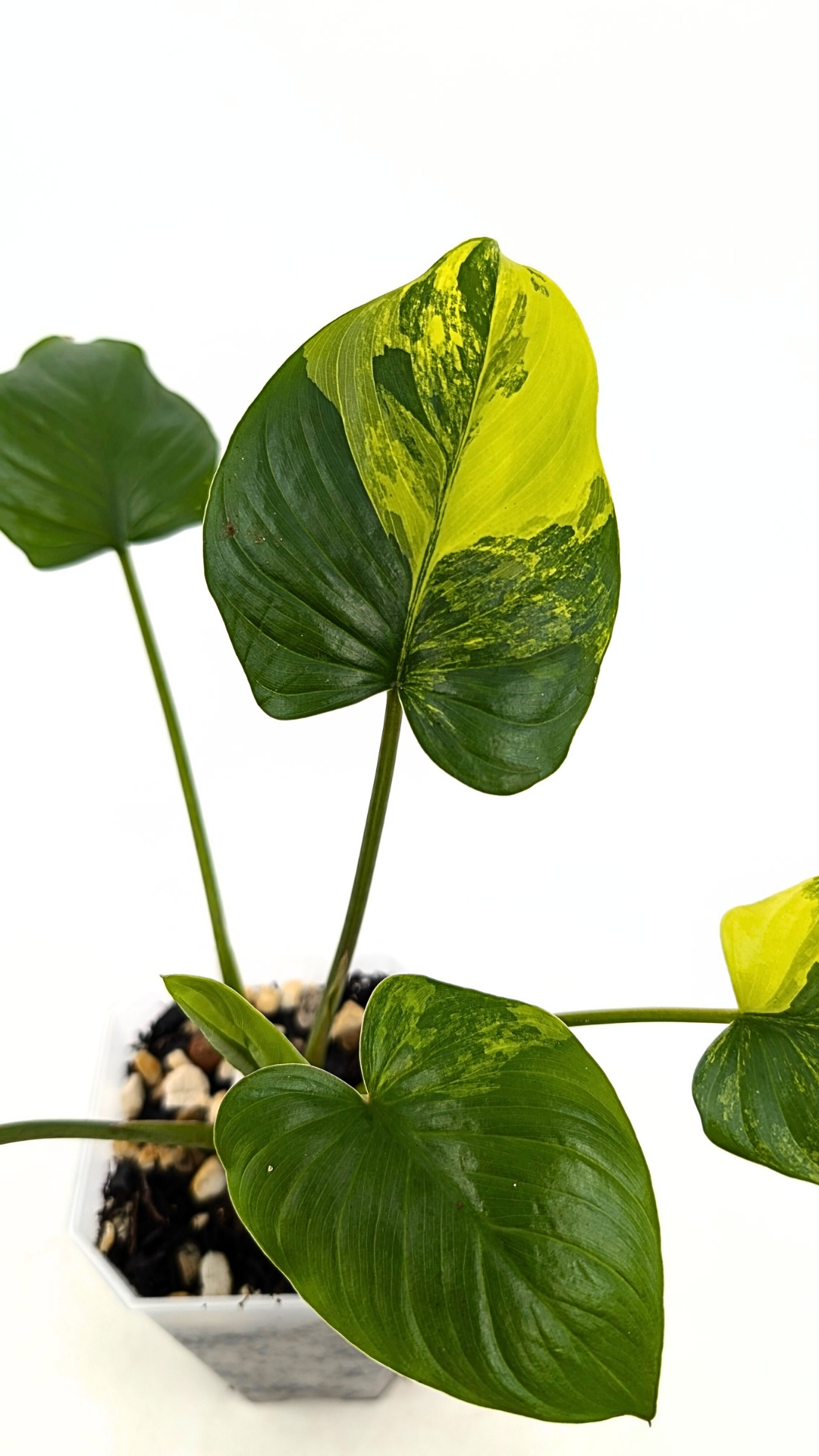 Homalomena Rubescens Varigated — The Leaf Gallery