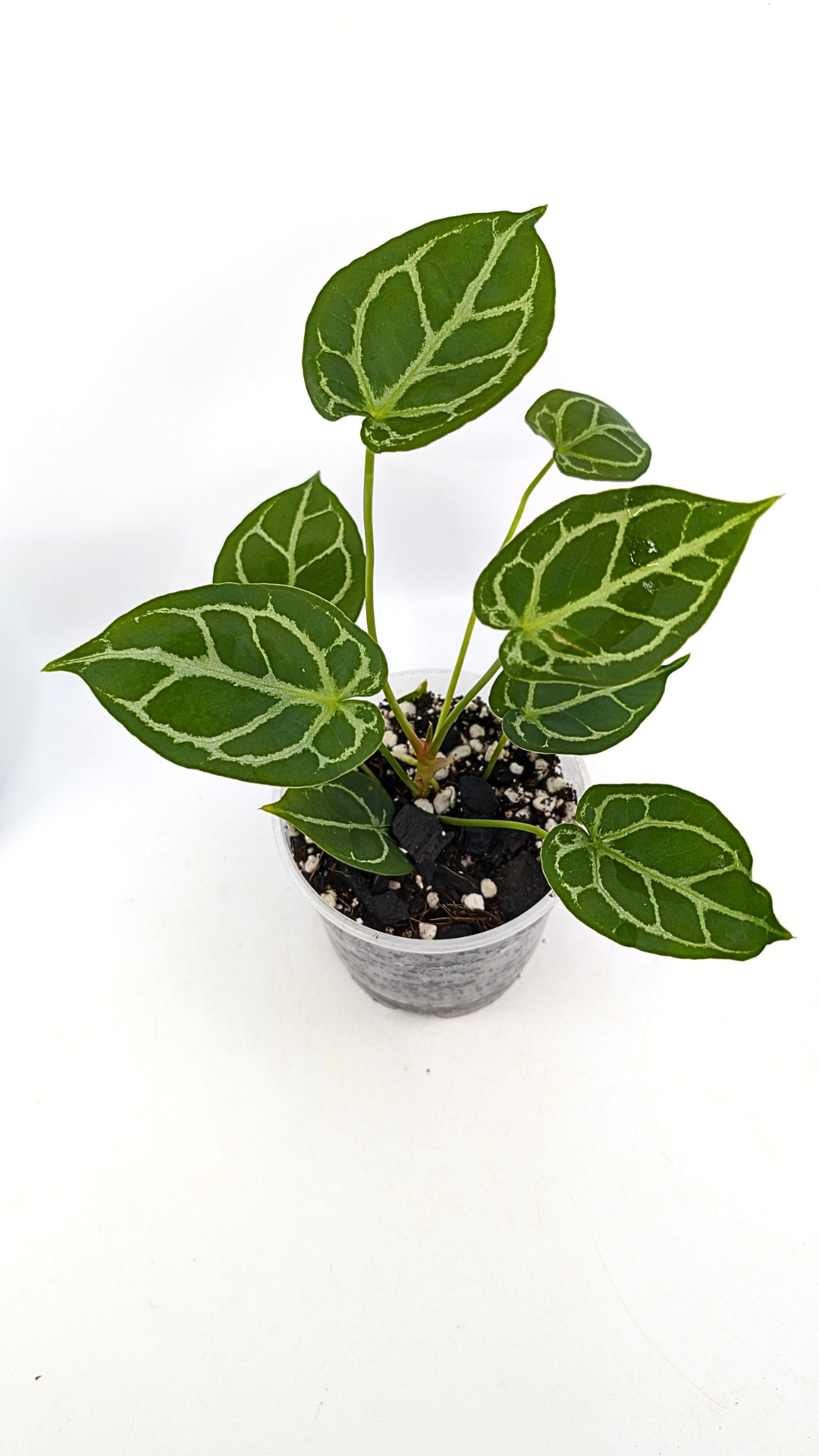 Anthurium Hybrid Dark Forgetii X Silver Blush — The Leaf Gallery