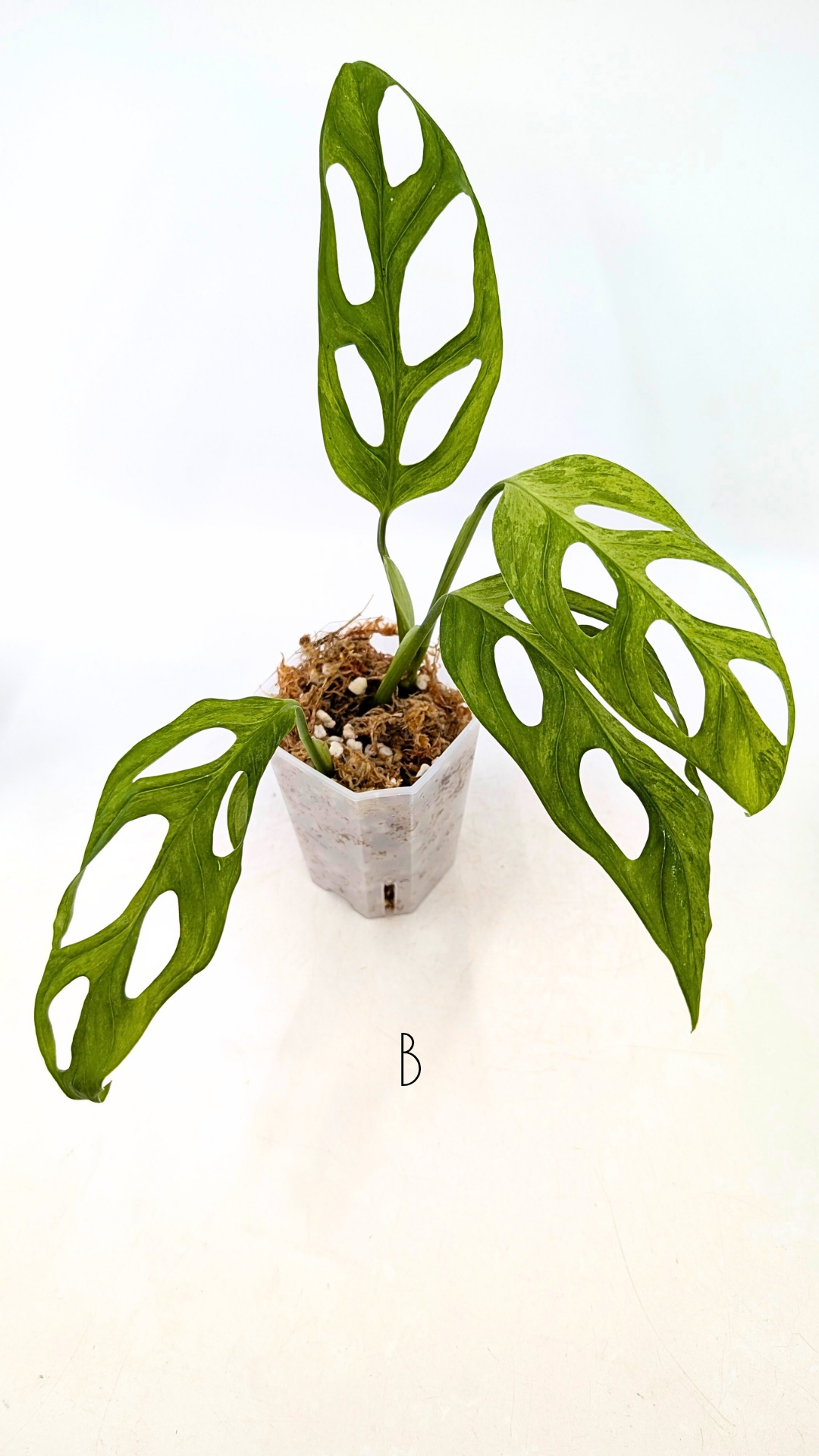 Monstera Adansonii Mint Mottled Variegation — The Leaf Gallery