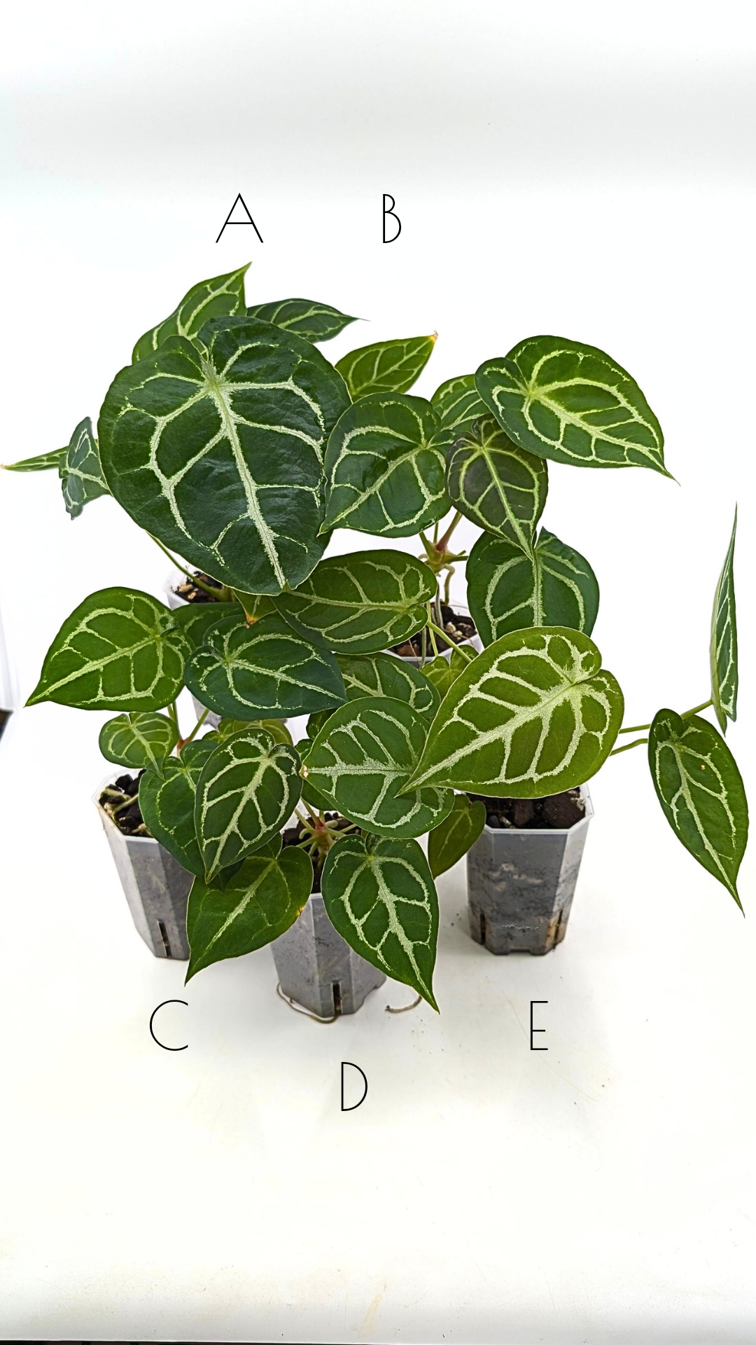 Anthurium Hybrid Dark Forgetii X Silver Blush — The Leaf Gallery