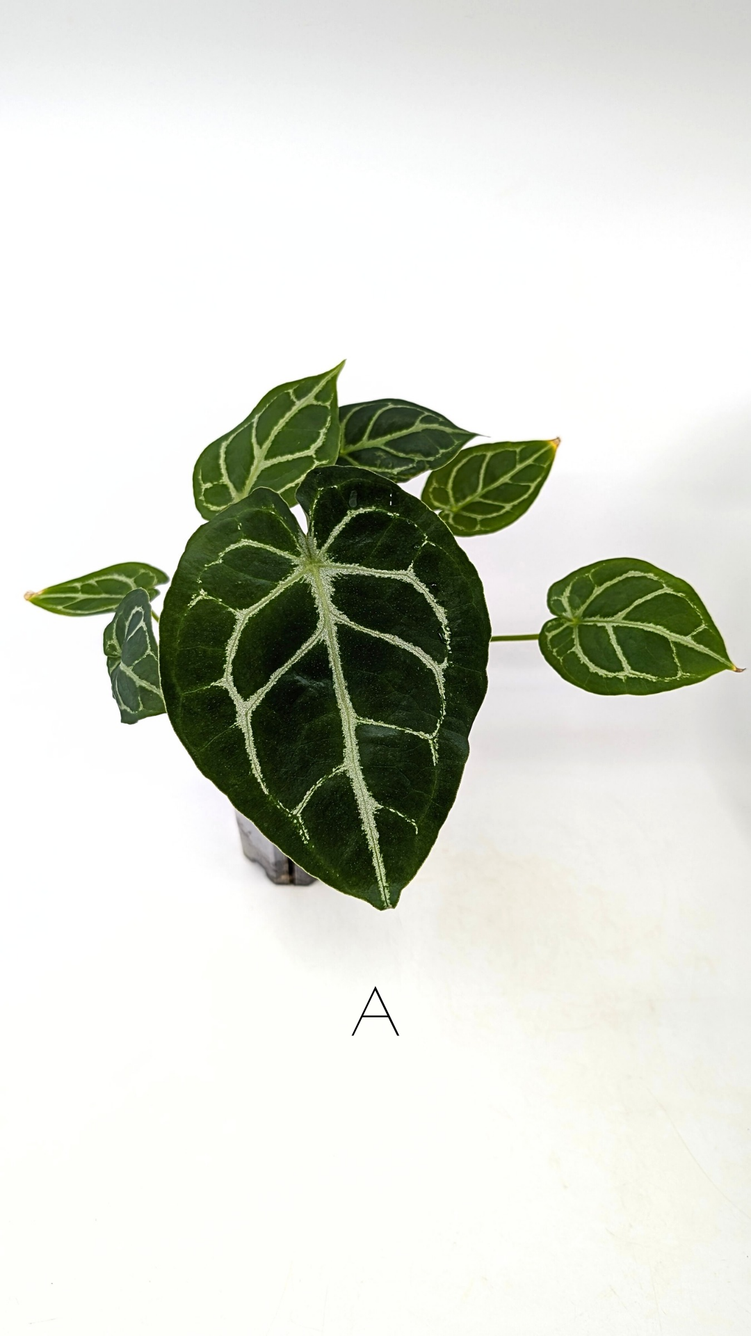 Anthurium Hybrid Dark Forgetii X Silver Blush — The Leaf Gallery