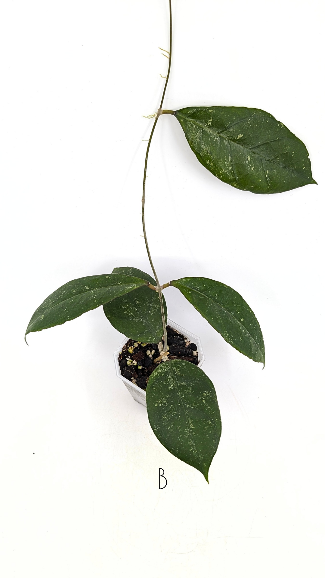 Hoya sp Chicken Farm — The Leaf Gallery