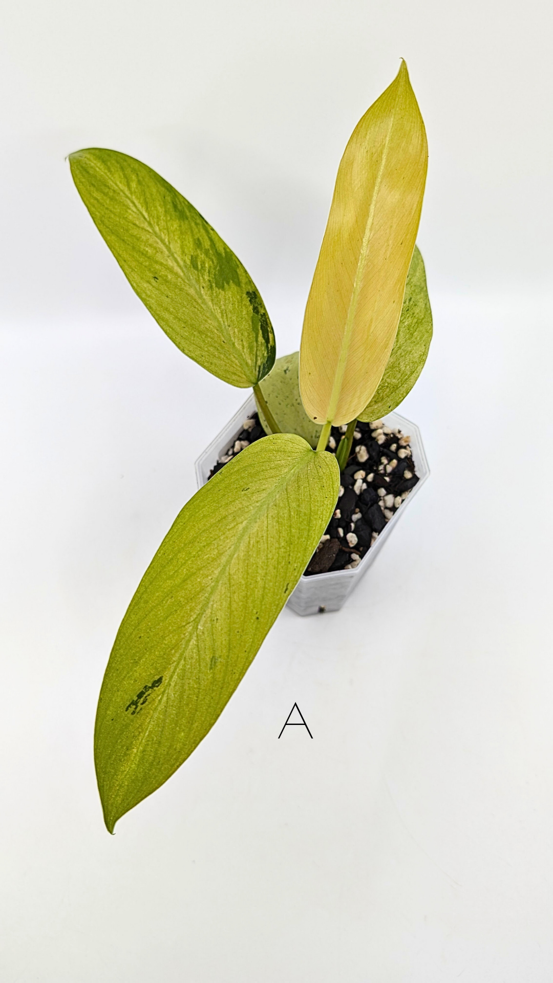 Philodendron Whipple Way — The Leaf Gallery