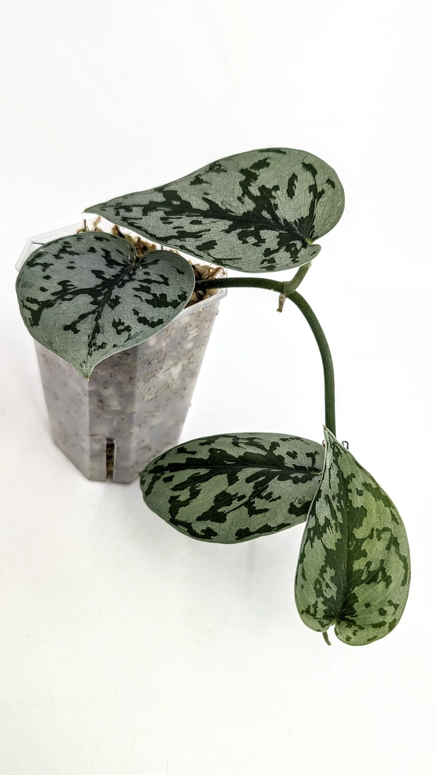 Scindapsus Pictus Silver Lady — The Leaf Gallery