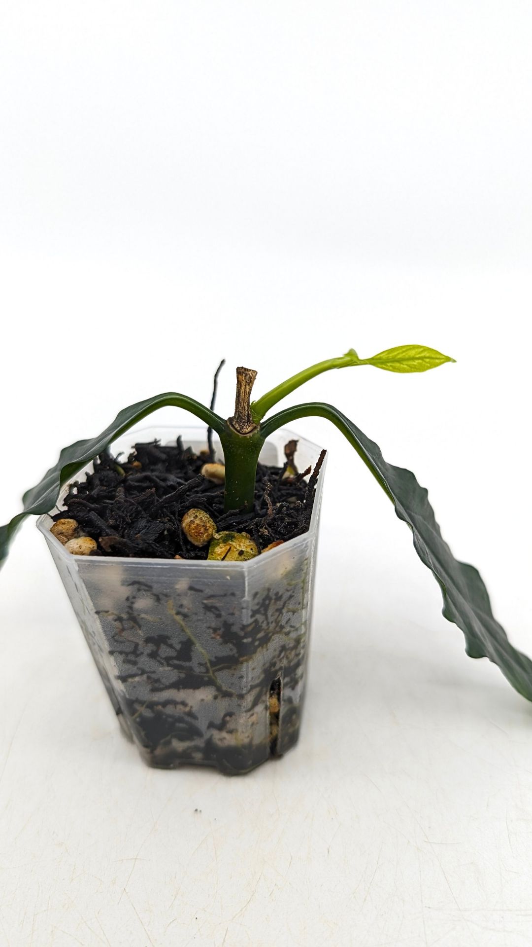 Hoya Decipulae — The Leaf Gallery
