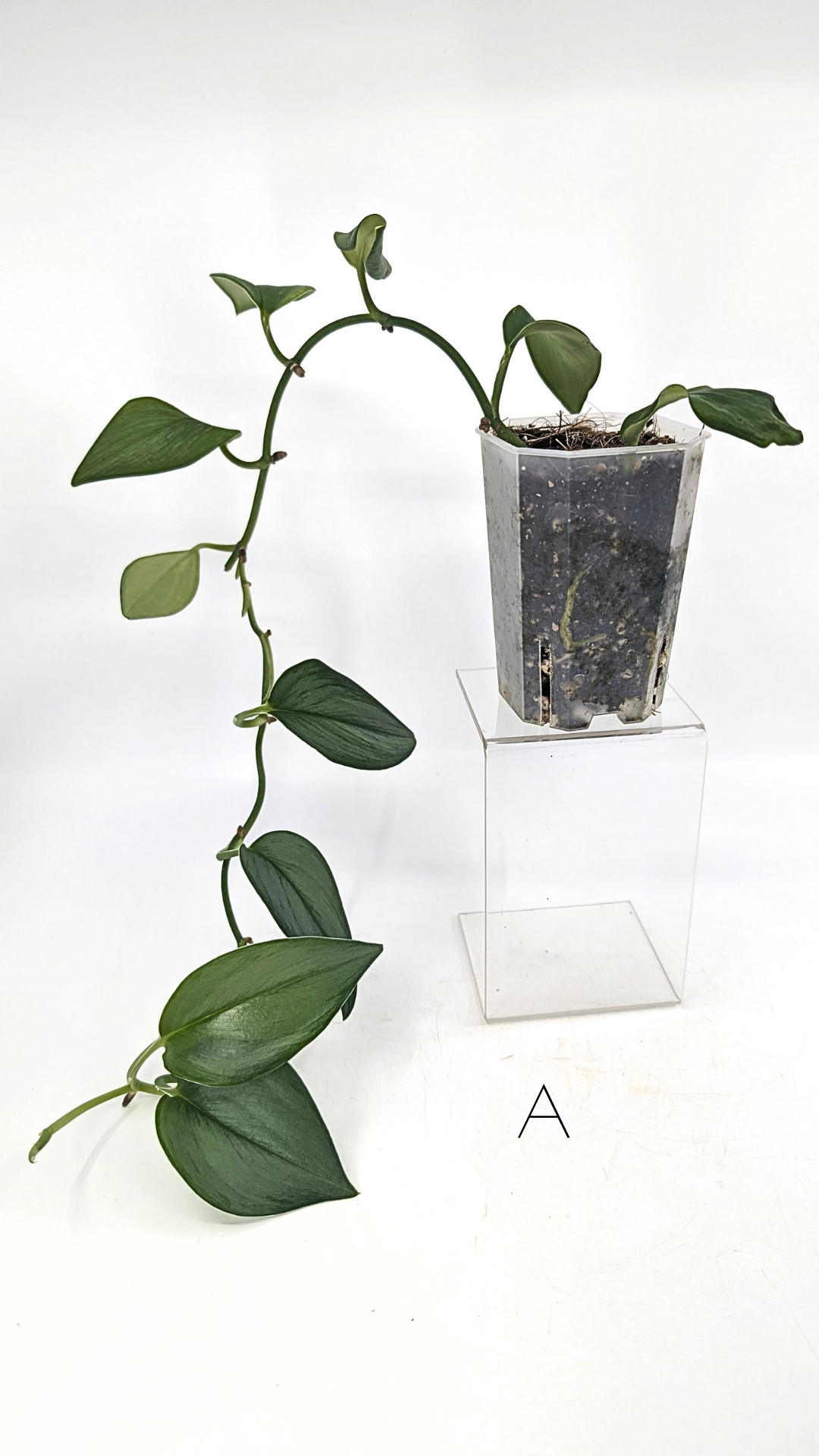 Scindapsus Treubii Moonlight Sp Sumatra — The Leaf Gallery