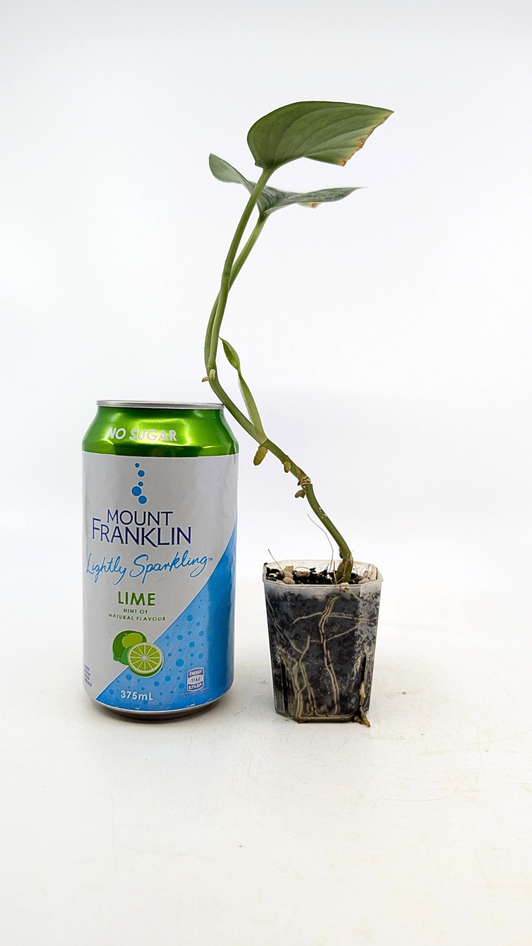 Scindapsus Dark Splash — The Leaf Gallery