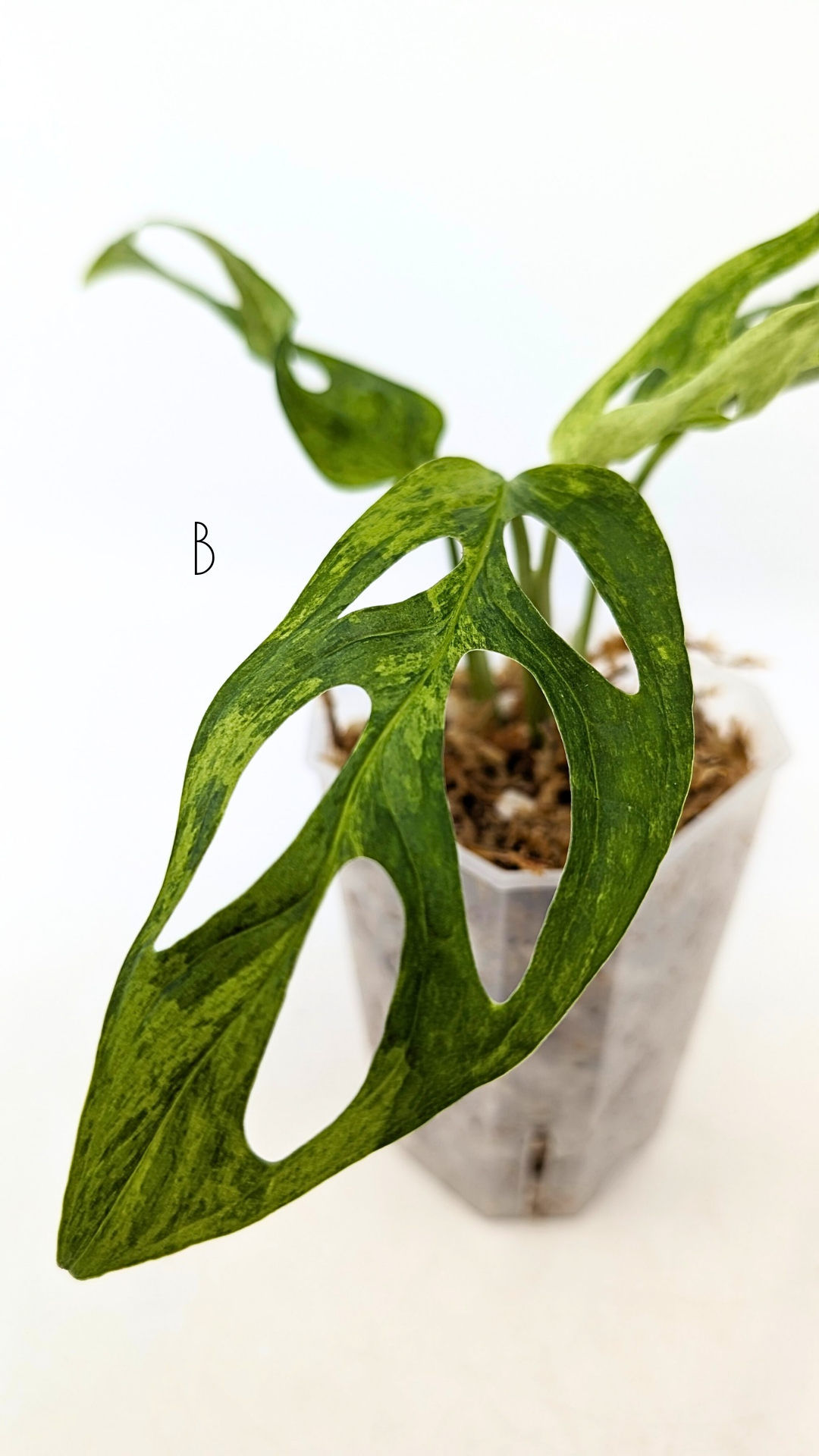 Monstera Adansonii Indonesia Form Mottled Mint Varigated — The Leaf Gallery