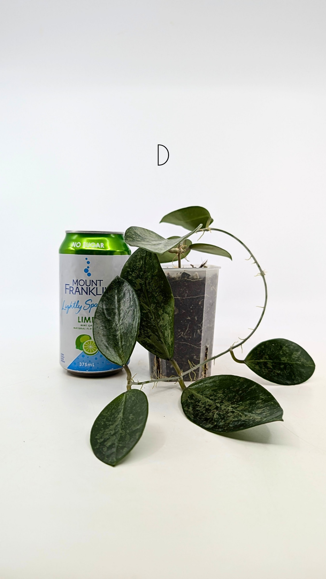 Hoya Rime Splash — The Leaf Gallery