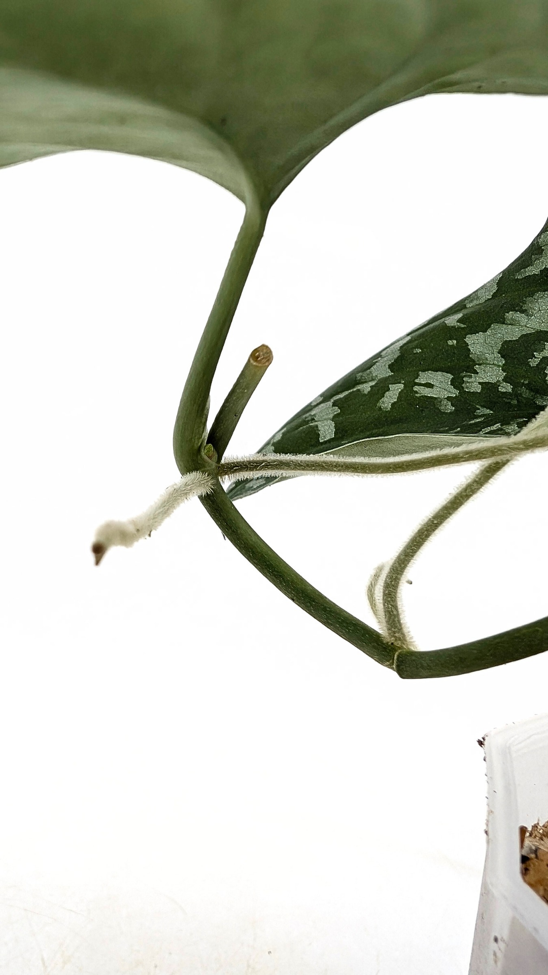 Scindapsus Dark Splash — The Leaf Gallery