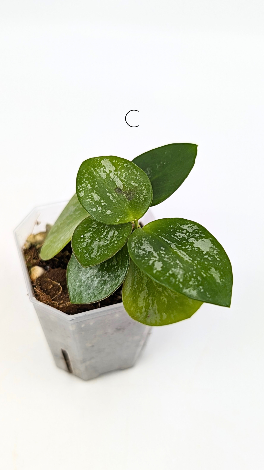 Hoya Collina Biak Irian Jaya IML1187 — The Leaf Gallery