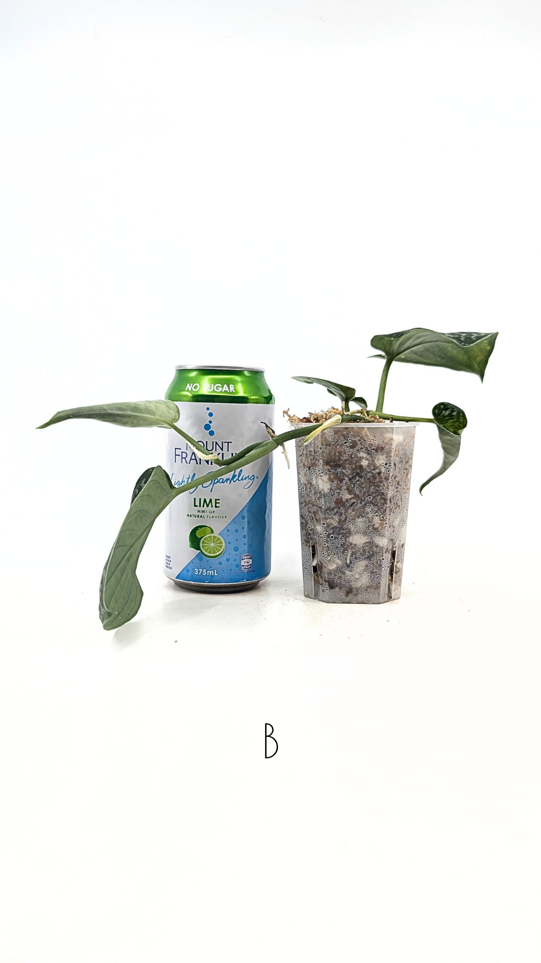 Scindapsus Dark Splash — The Leaf Gallery