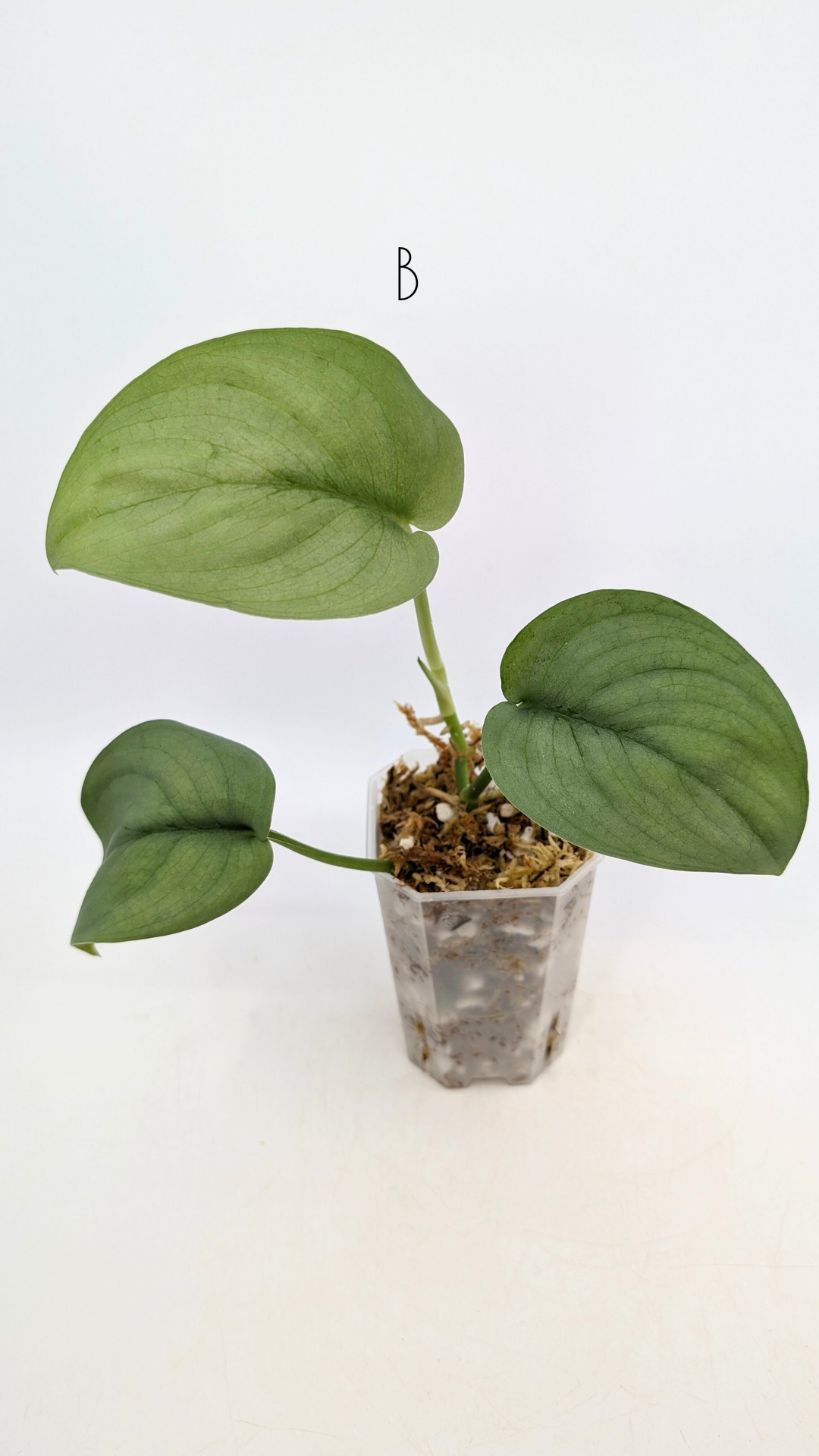 Scindapsus Platinum — The Leaf Gallery