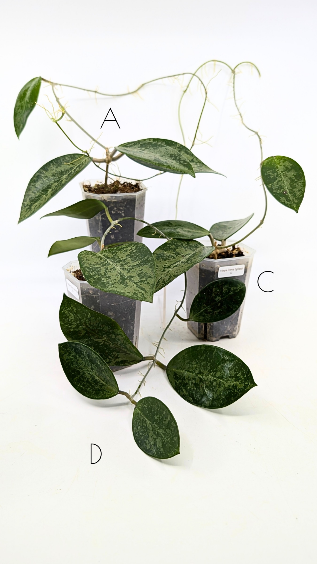 Hoya Rime Splash — The Leaf Gallery