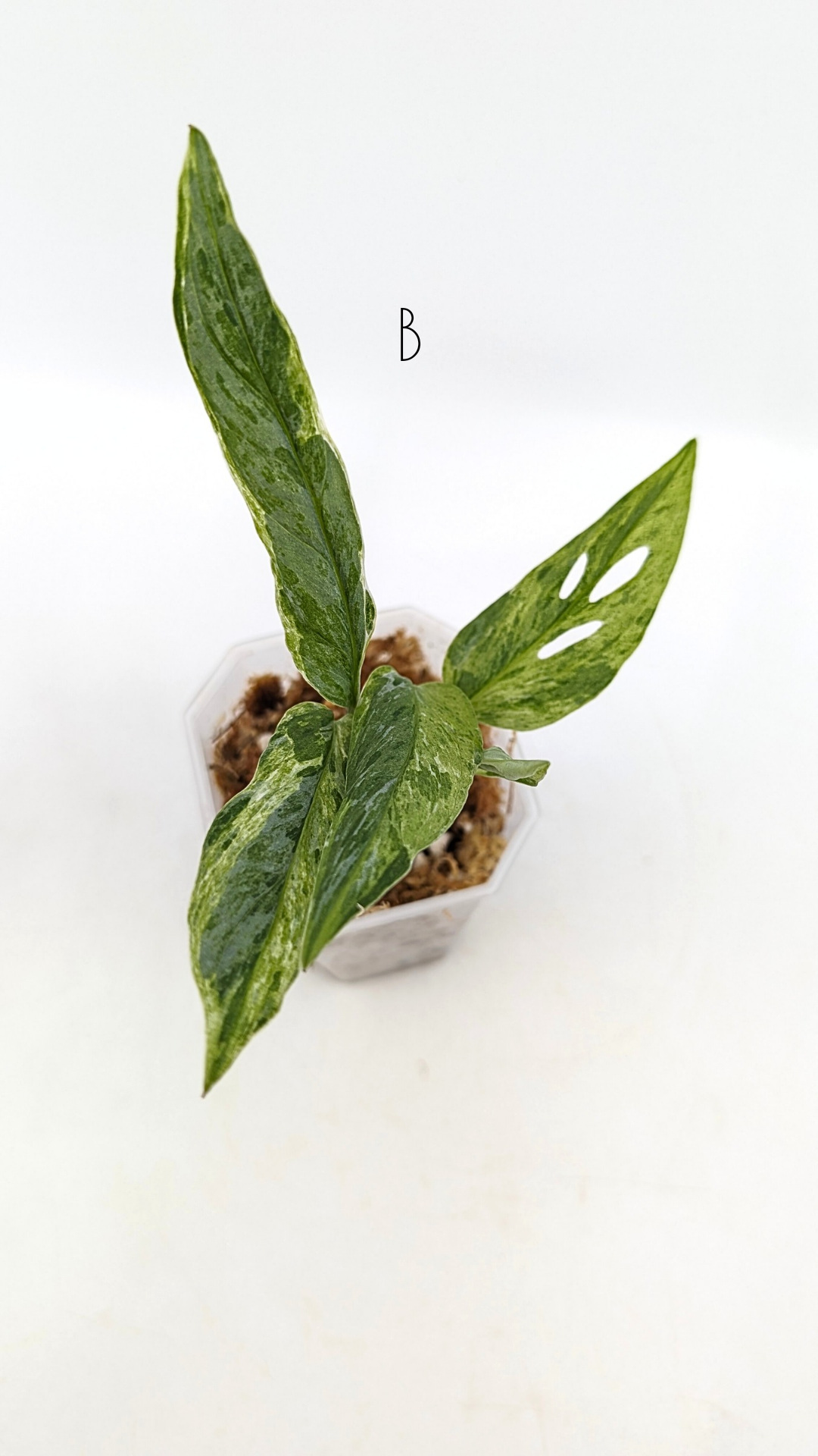 Monstera Adansonii Mottled Mint Varigation Indonesian Form — The Leaf ...