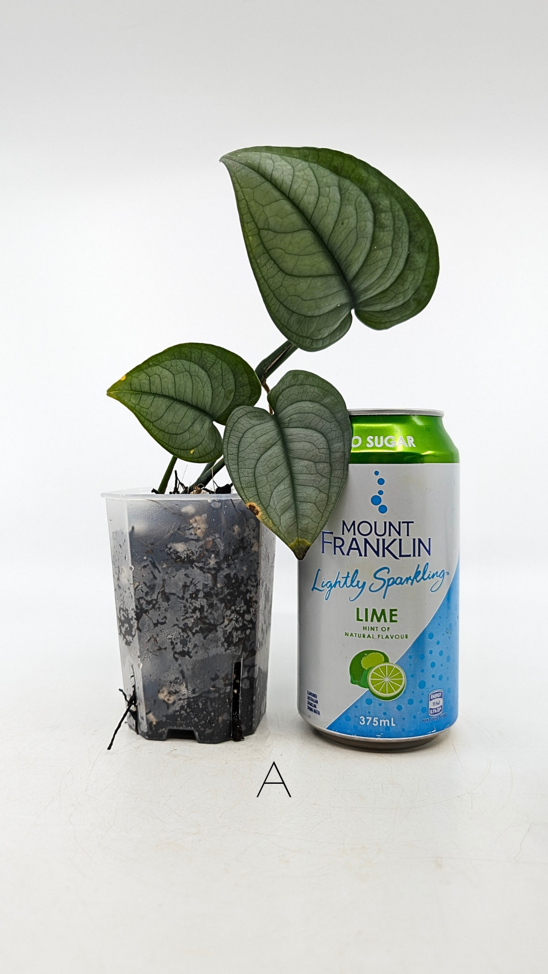 Anadendrum Affine — The Leaf Gallery