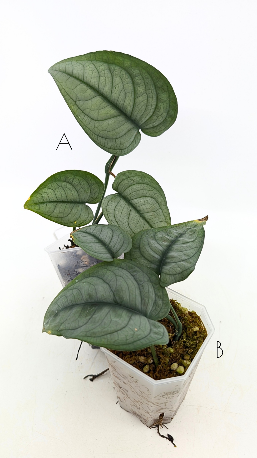 Anadendrum Affine — The Leaf Gallery