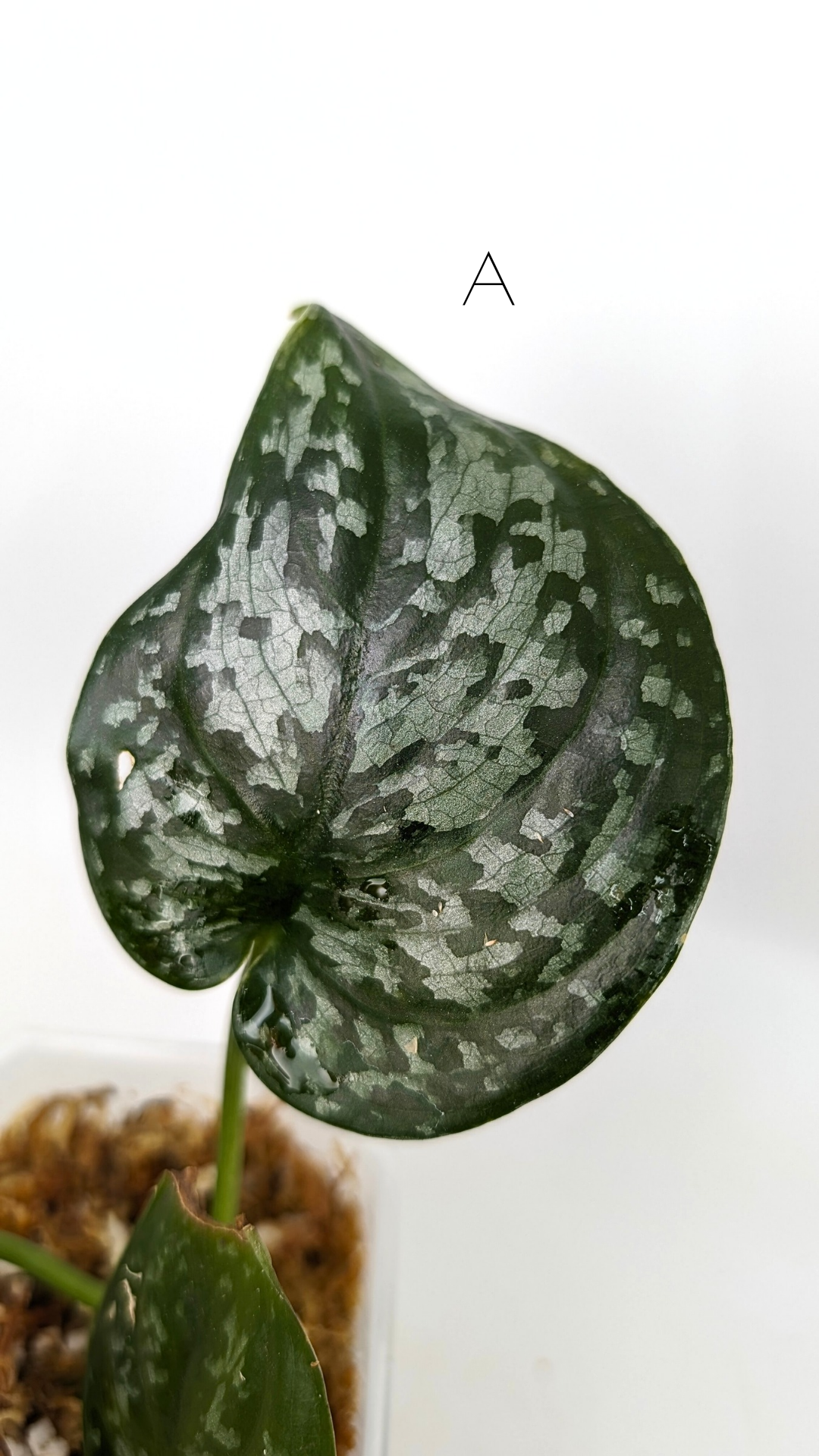 Scindapsus Dark Splash — The Leaf Gallery