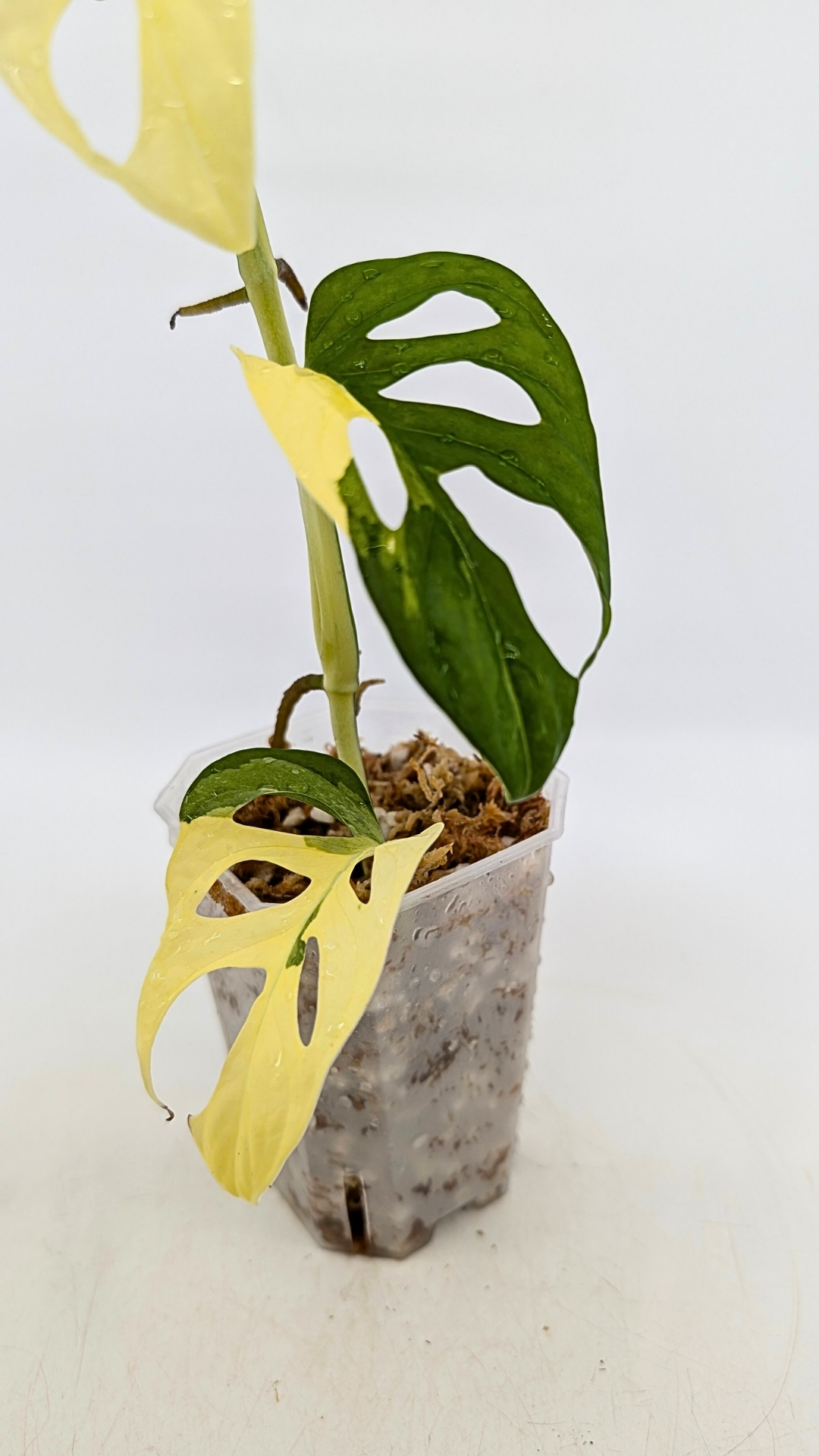Monstera Adansonii Albo Varigated — The Leaf Gallery