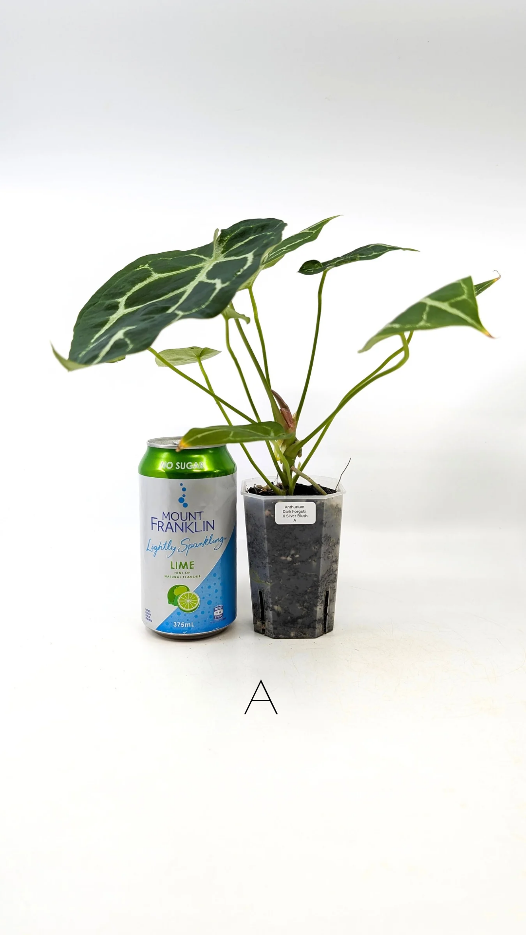 Anthurium Hybrid Dark Forgetii X Silver Blush — The Leaf Gallery