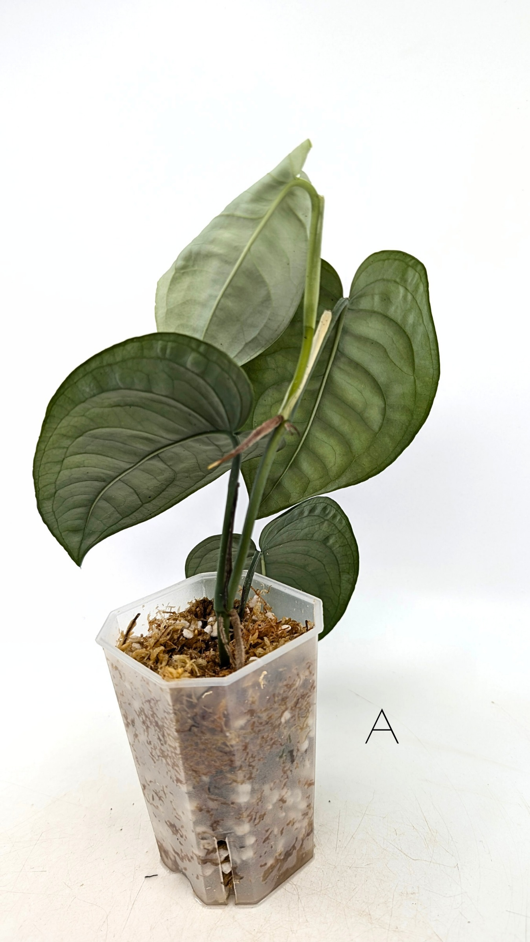 Anadendrum Affine — The Leaf Gallery