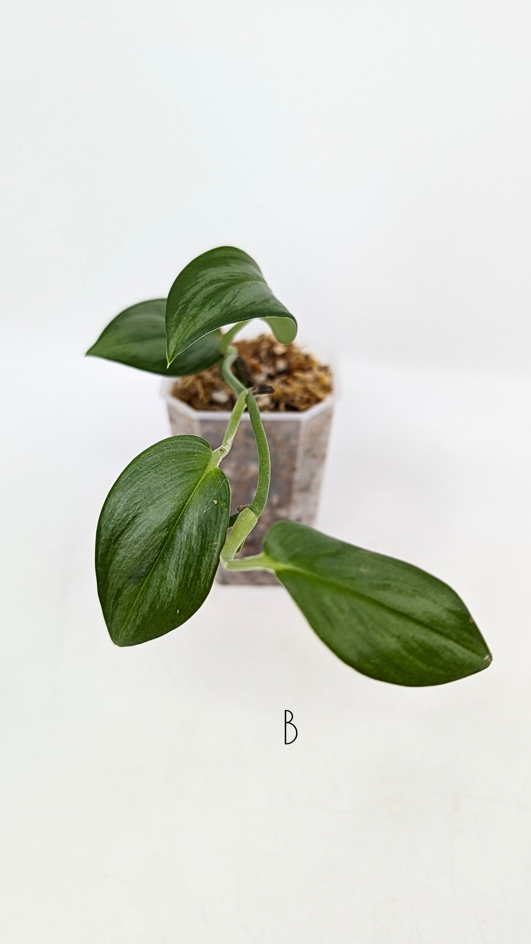 Scindapsus Treubii Moonlight — The Leaf Gallery