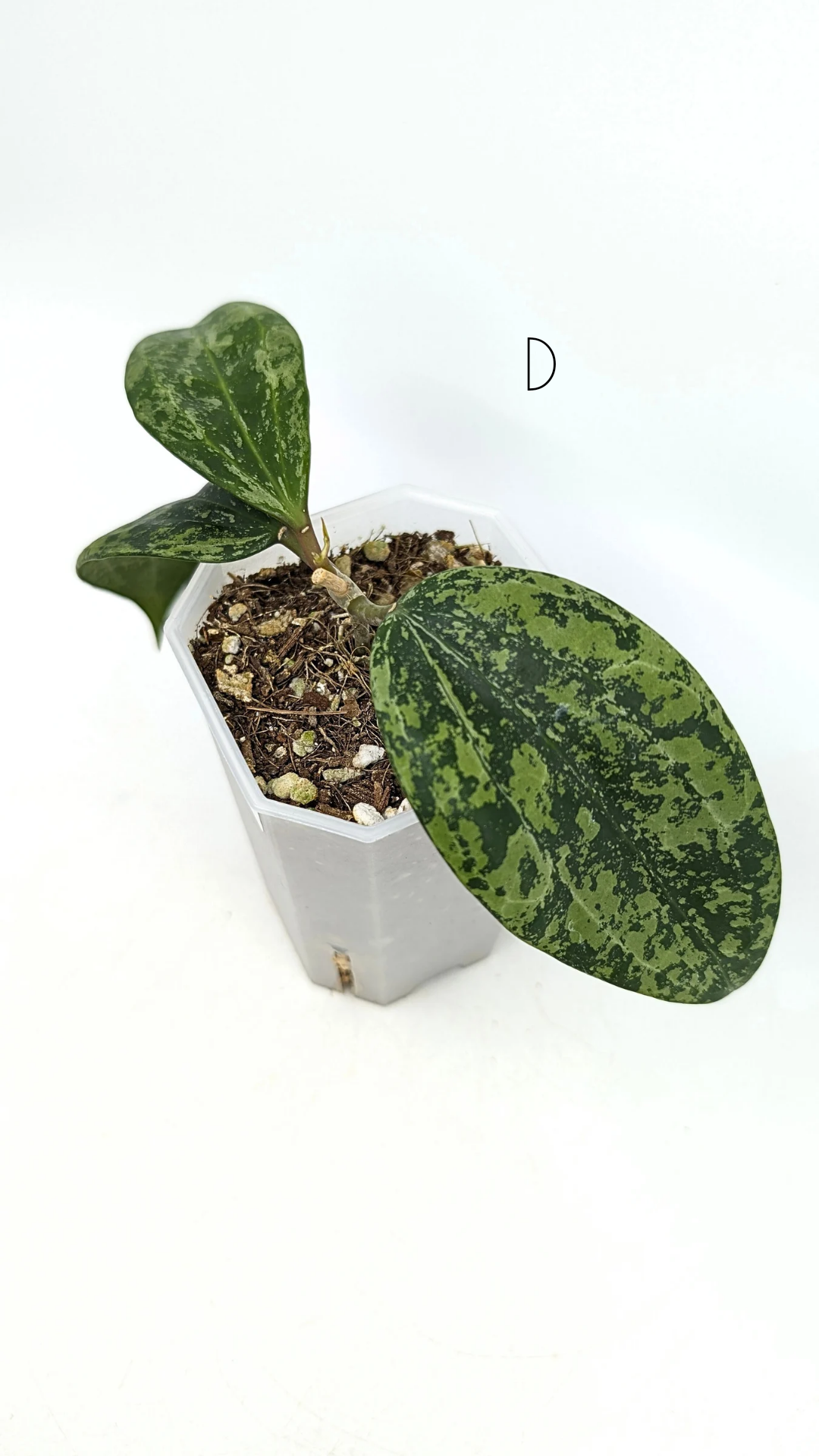 Hoya Rangsan — The Leaf Gallery